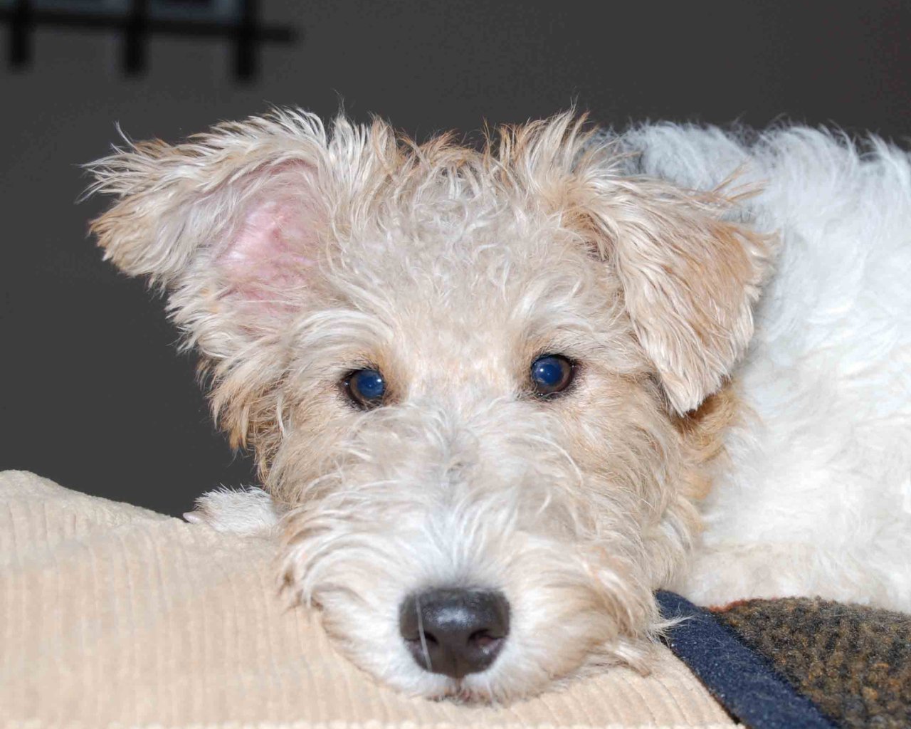 Fox Terrier Wallpapers - Wallpaper Cave