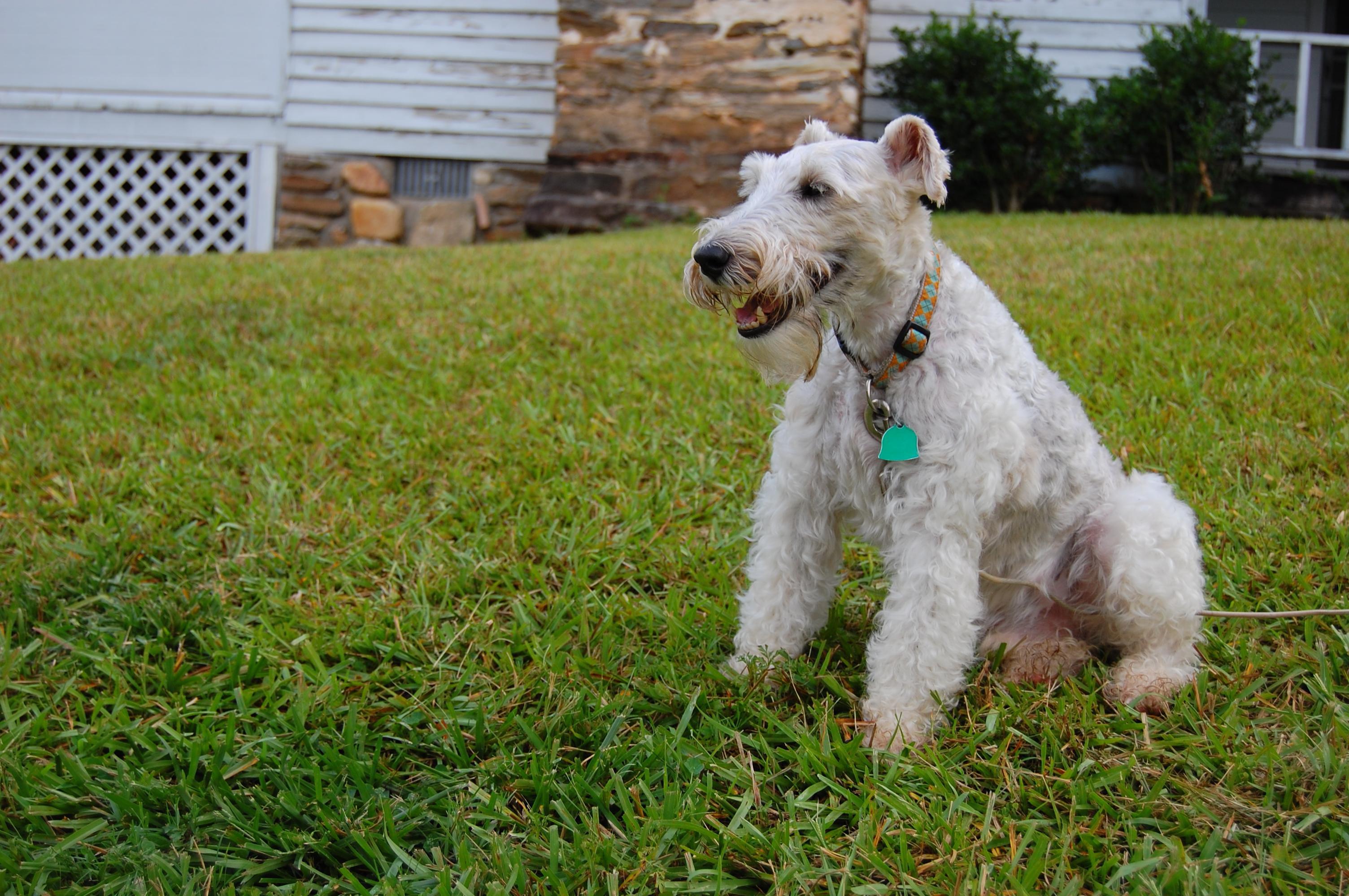 Fox Terrier Wallpapers - Wallpaper Cave