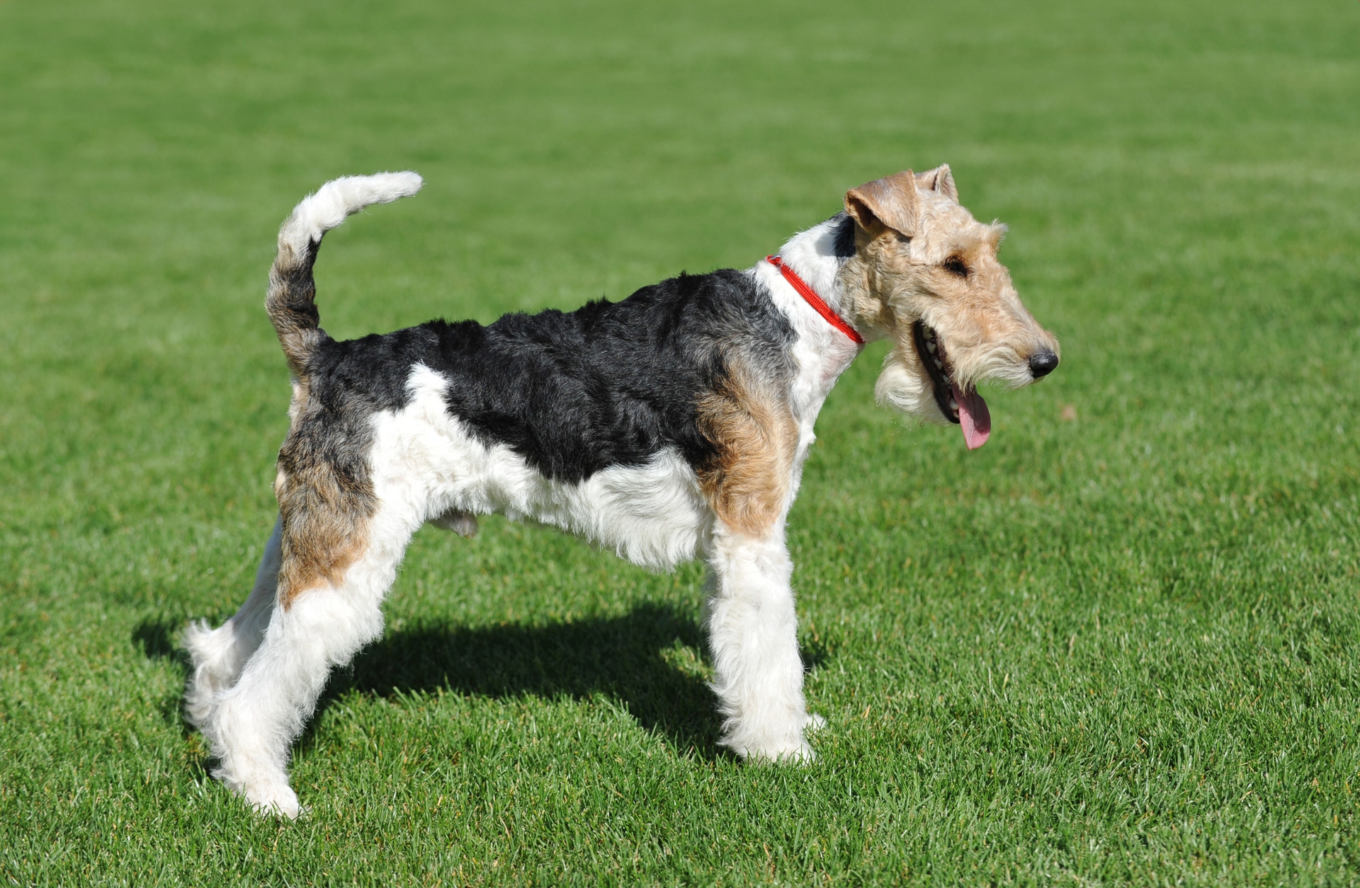 Fox Terrier Wallpapers - Wallpaper Cave