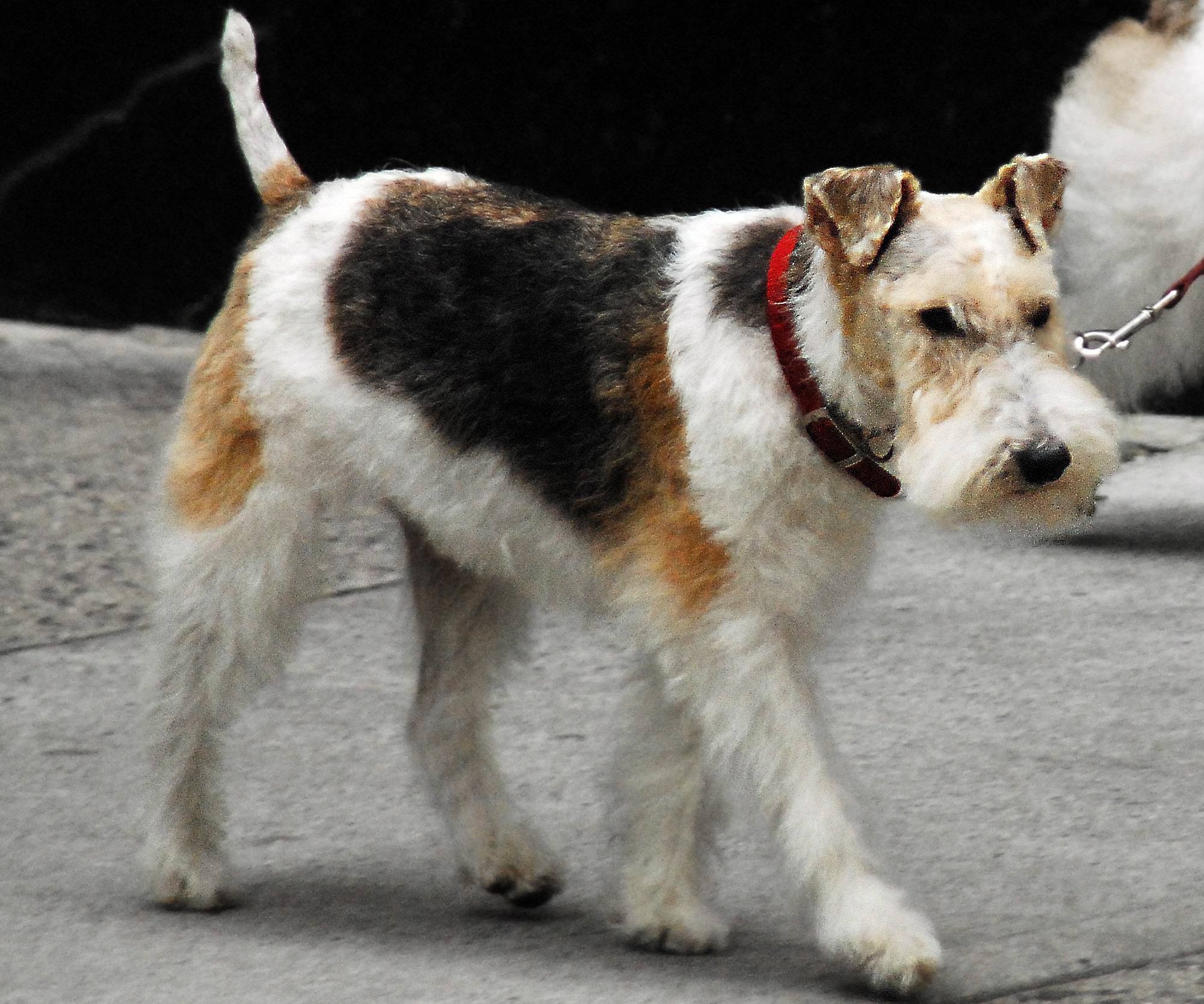 Fox Terrier Wallpapers - Wallpaper Cave