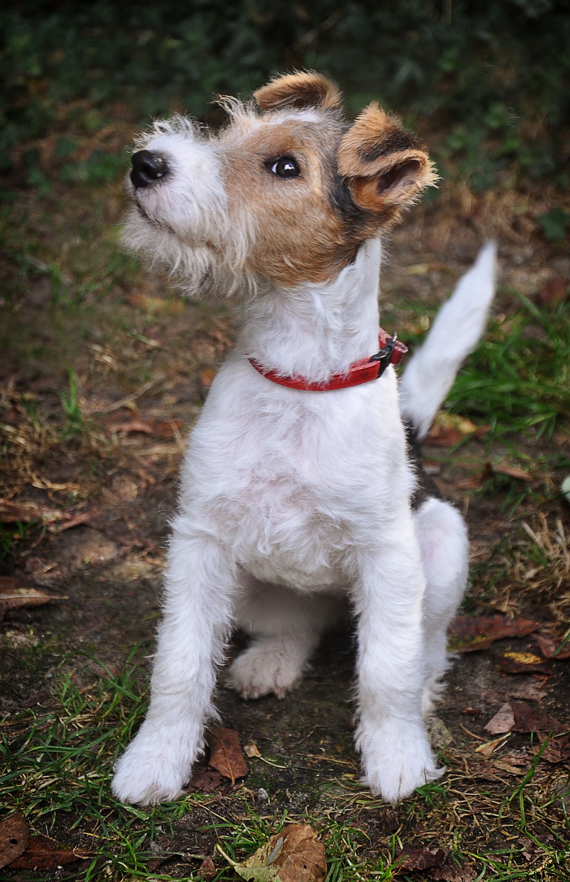 Fox Terrier Wallpapers - Wallpaper Cave