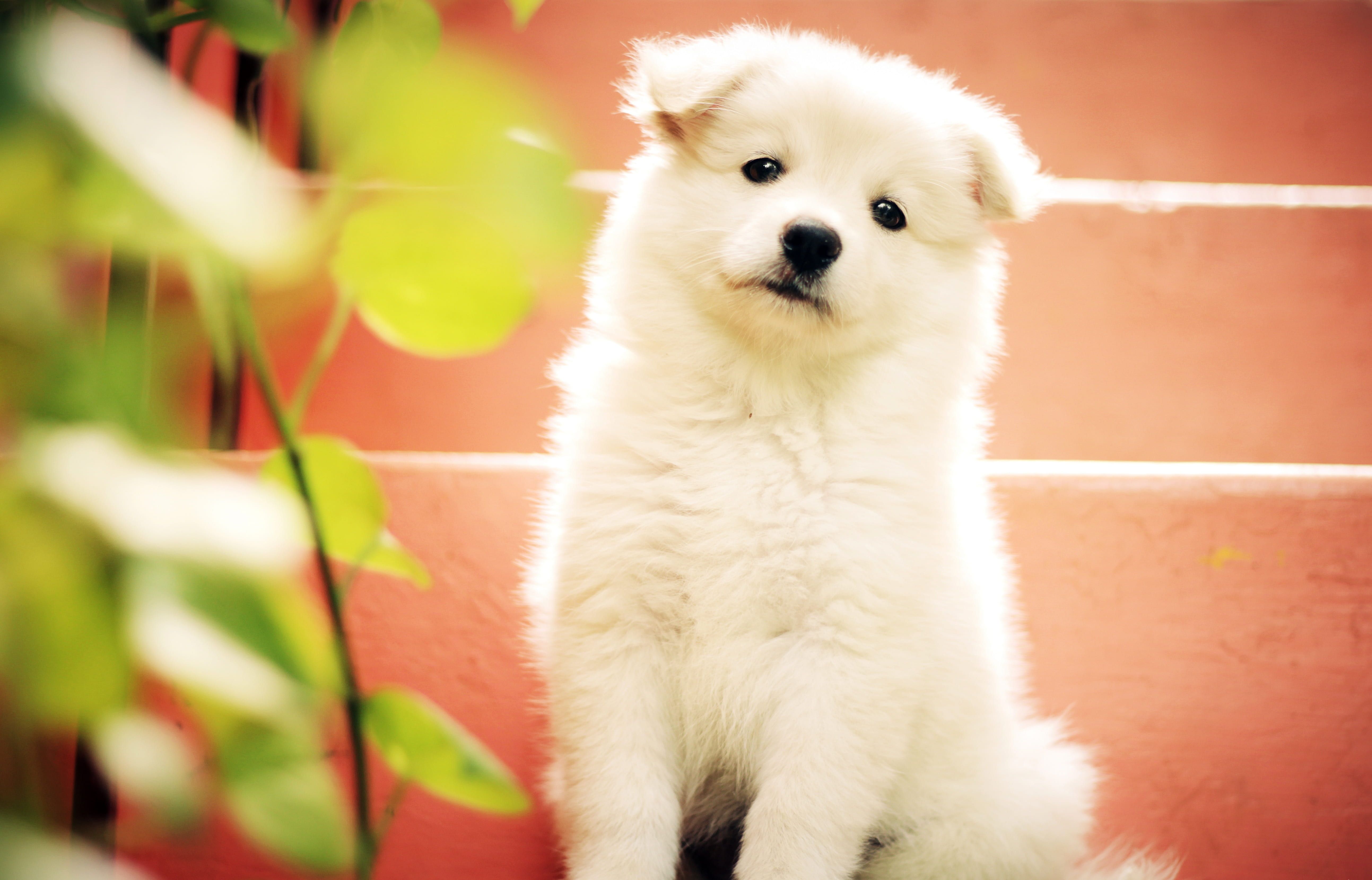 Indian Spitz Wallpapers - Wallpaper Cave