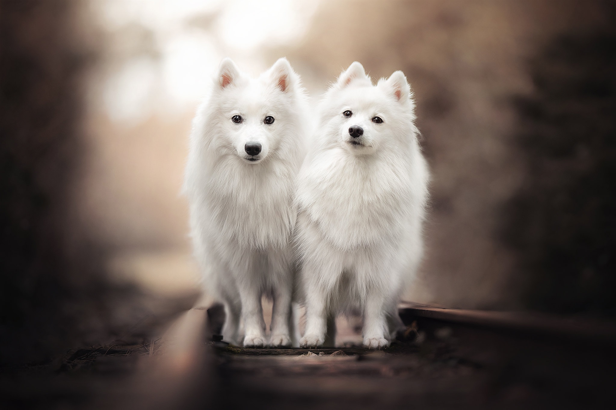 Indian Spitz Wallpapers - Wallpaper Cave