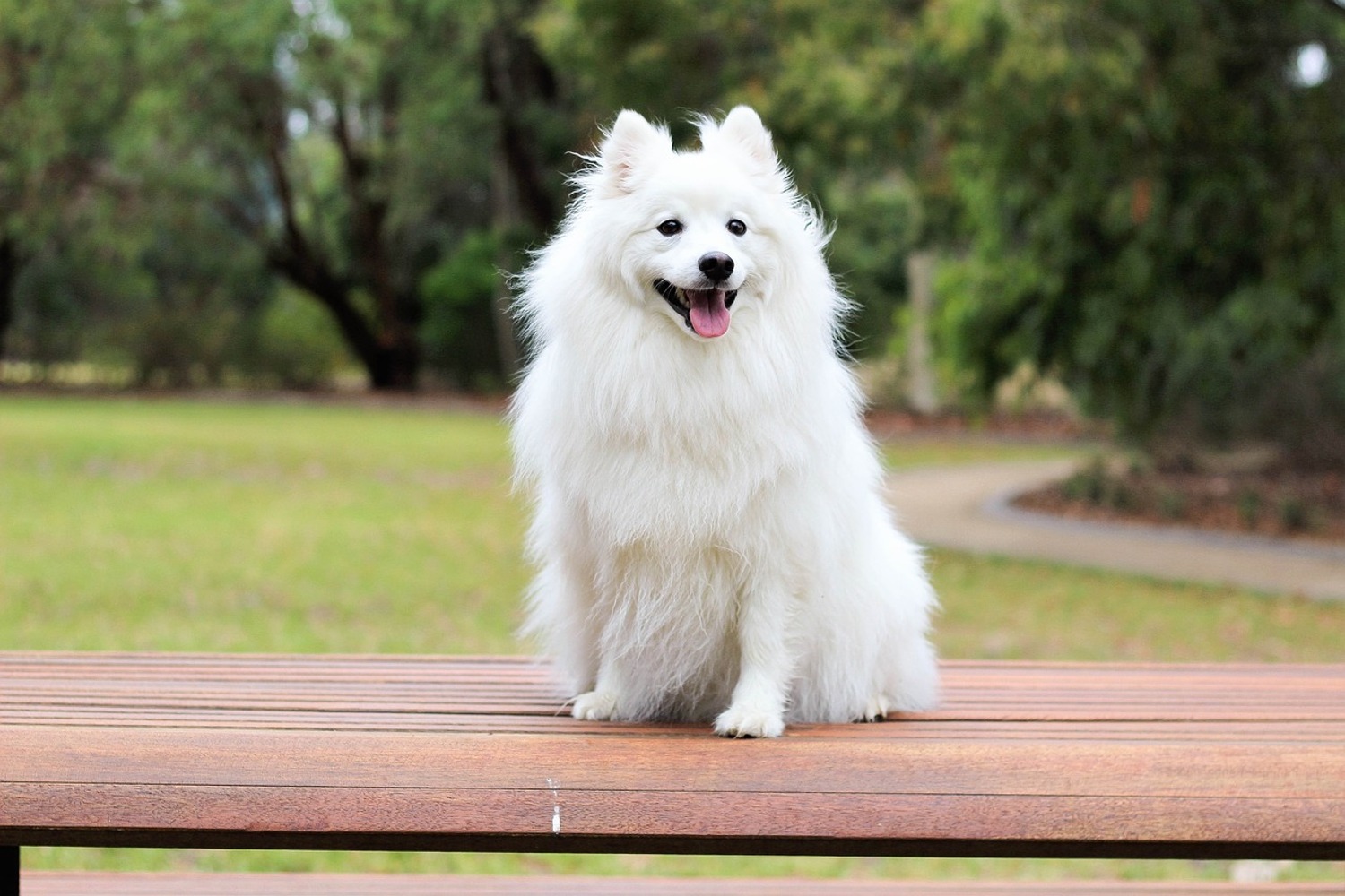 Indian Spitz Wallpapers - Wallpaper Cave