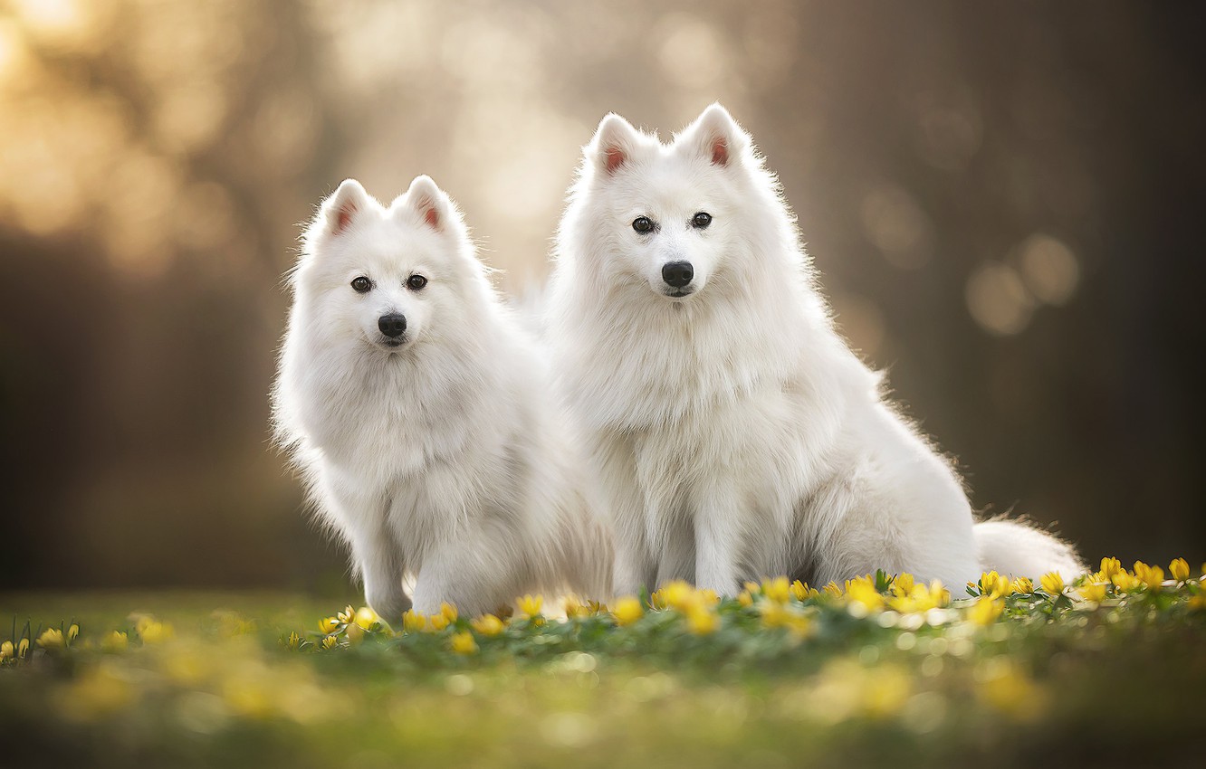 Indian Spitz Wallpapers - Wallpaper Cave