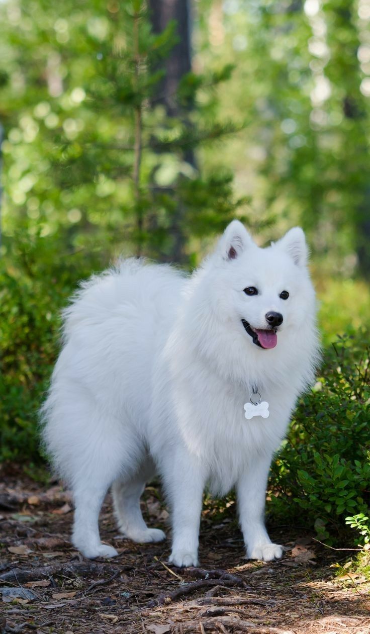 Desktop Wallpapers Spitz Puppy Spitz Puppy Free Stock Photos, Images,