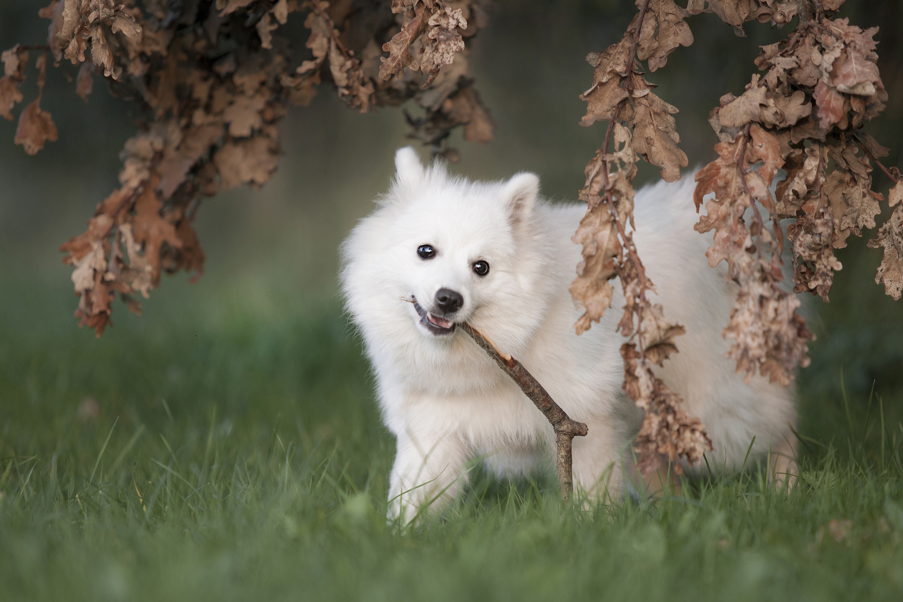 Indian Spitz Wallpapers - Wallpaper Cave