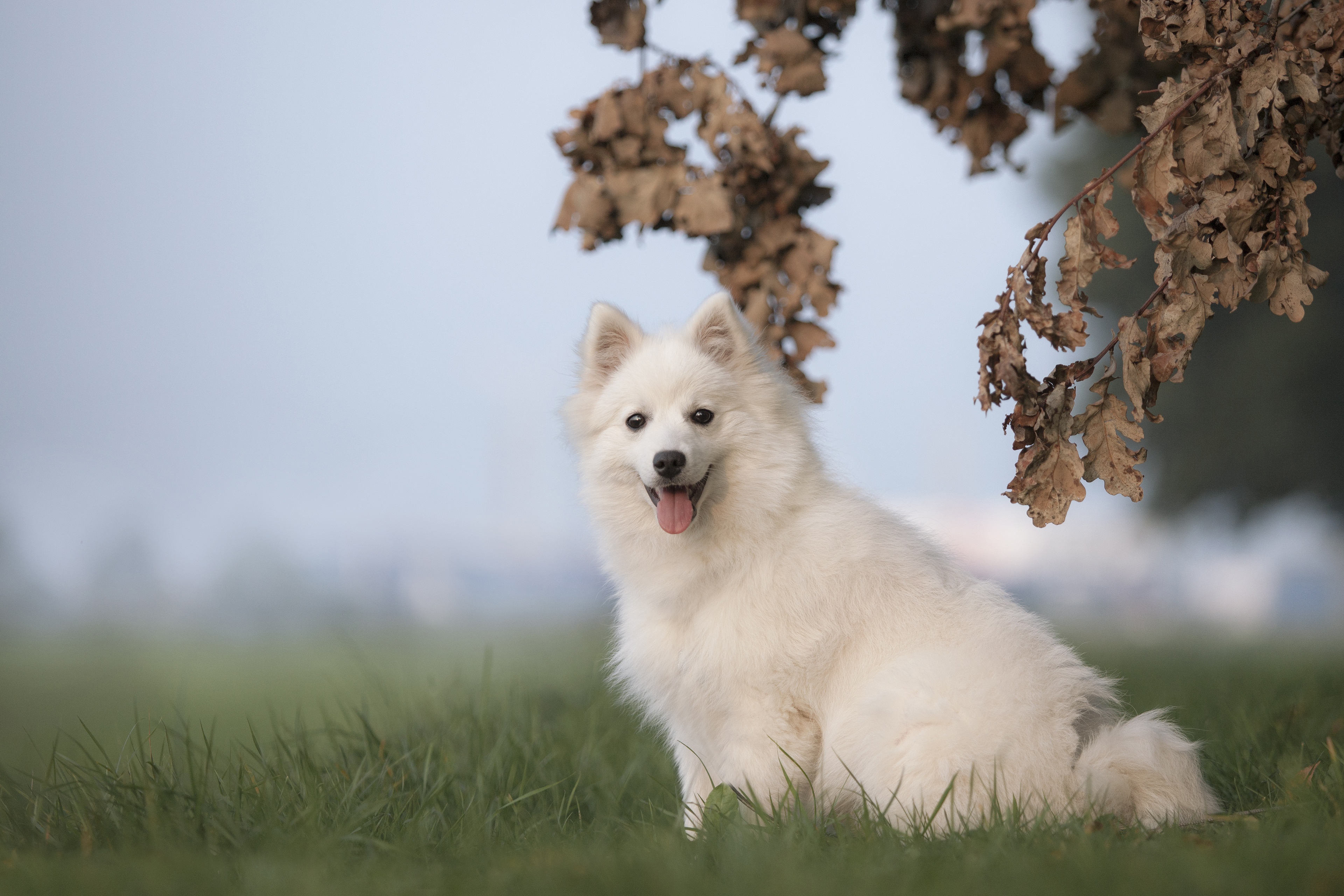 Indian Spitz Wallpapers - Wallpaper Cave