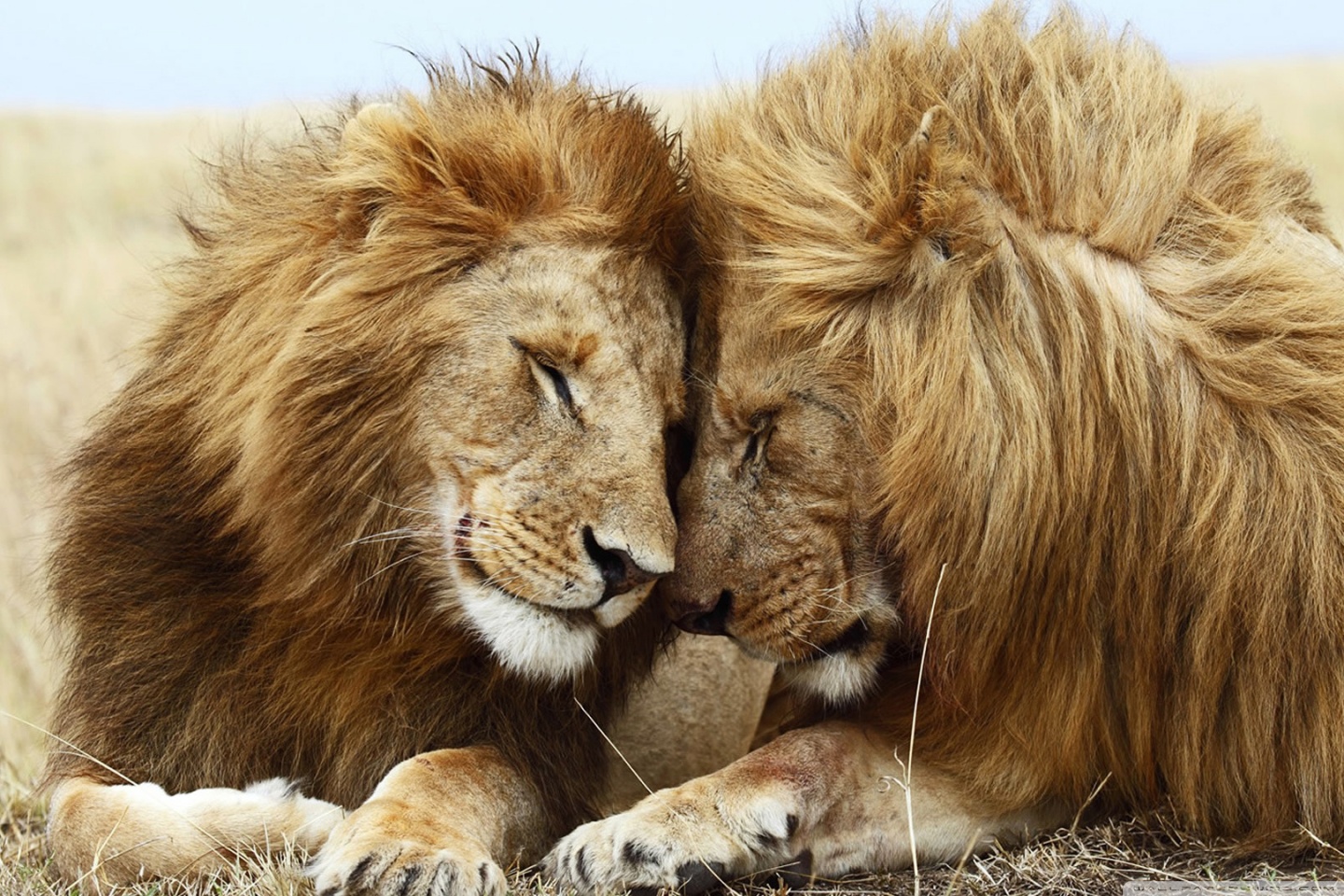 Two Lions Wallpapers - Wallpaper Cave