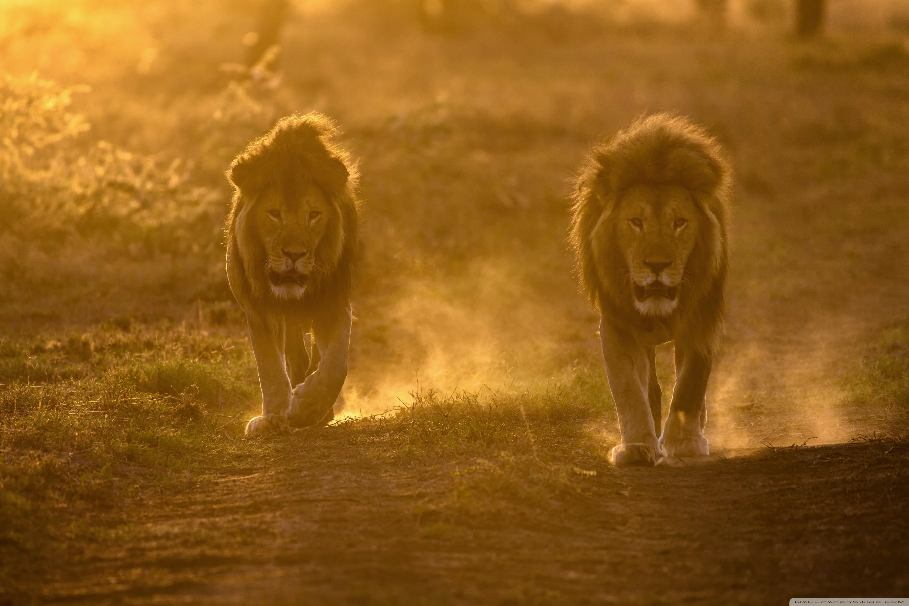 Two Lions Wallpapers - Wallpaper Cave