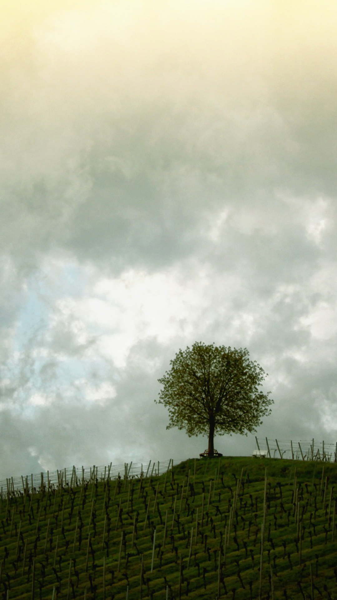 Phone Trees Wallpapers - Wallpaper Cave