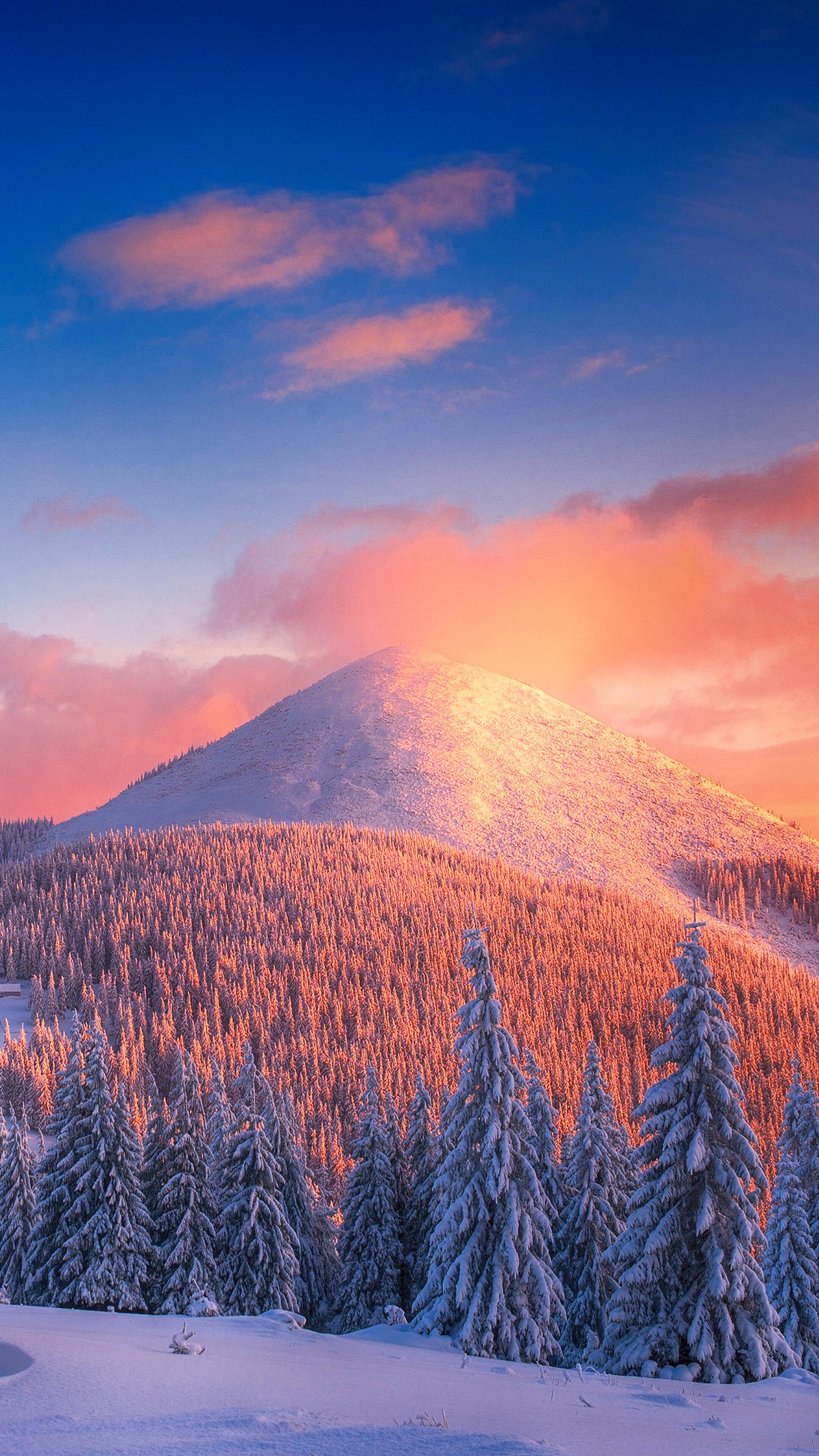 Phone Trees Wallpapers - Wallpaper Cave