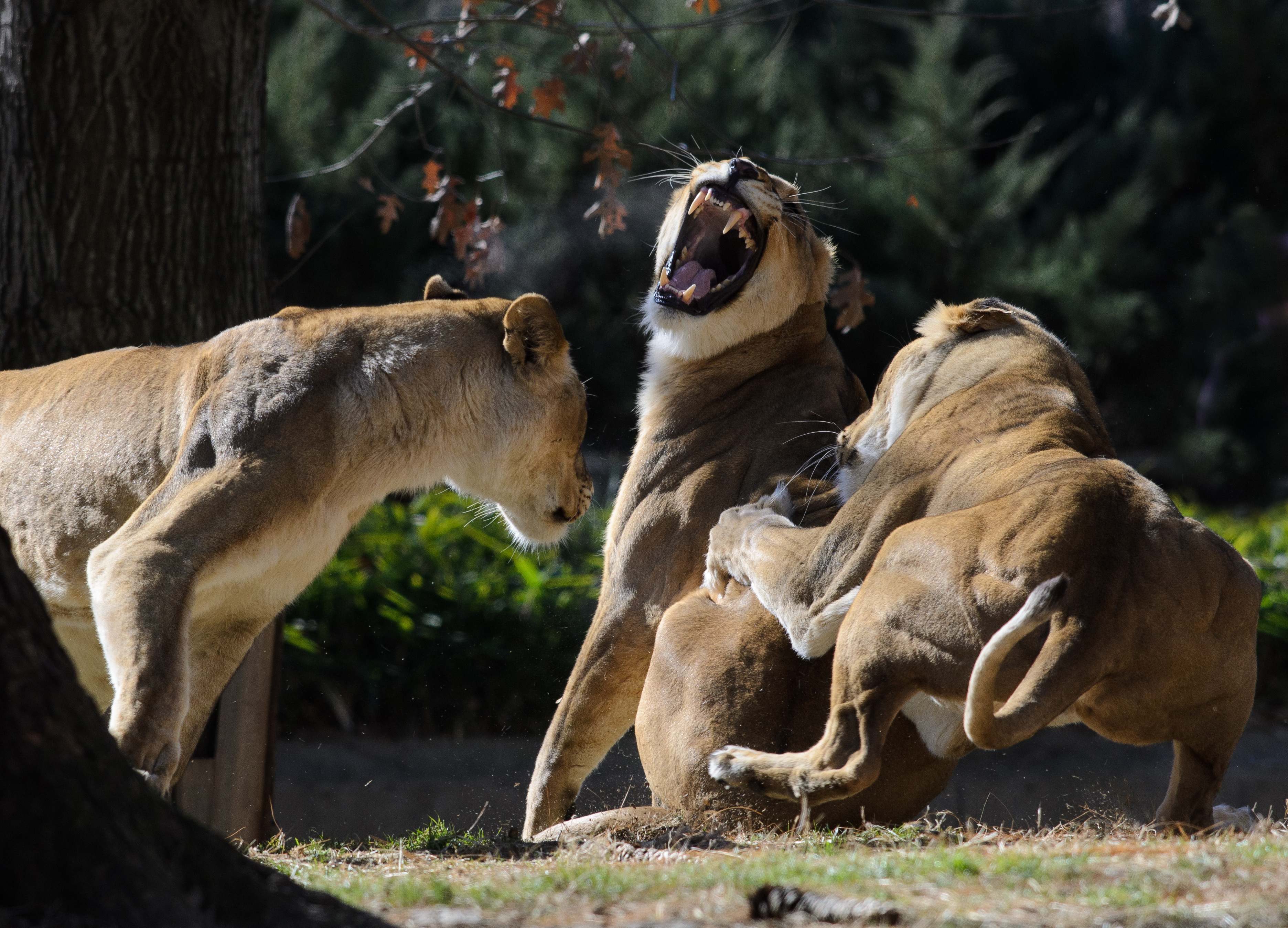 Lion Fight Wallpapers - Wallpaper Cave