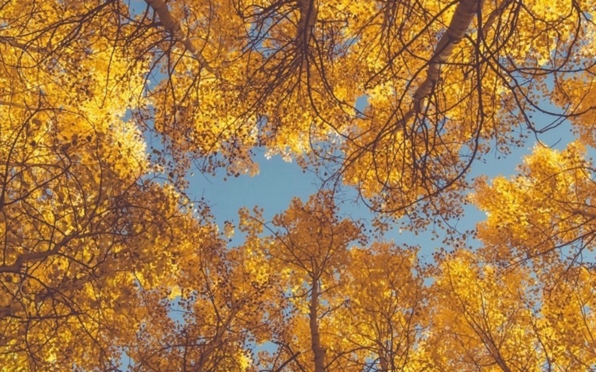 Autumn Banner Wallpapers - Wallpaper Cave