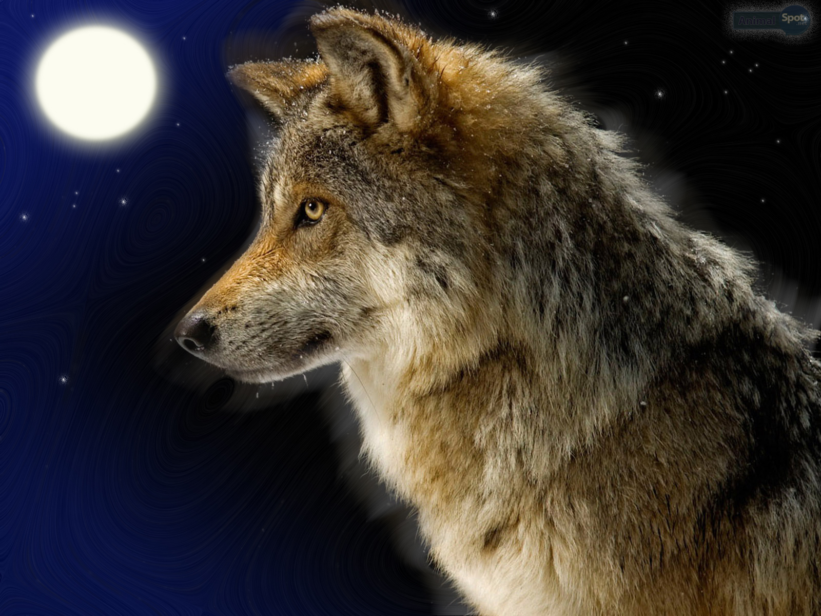 Brown Wolf Wallpapers - Wallpaper Cave