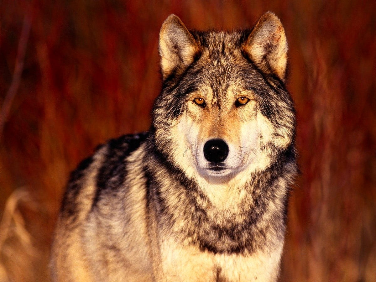 Brown Wolf Wallpapers - Wallpaper Cave