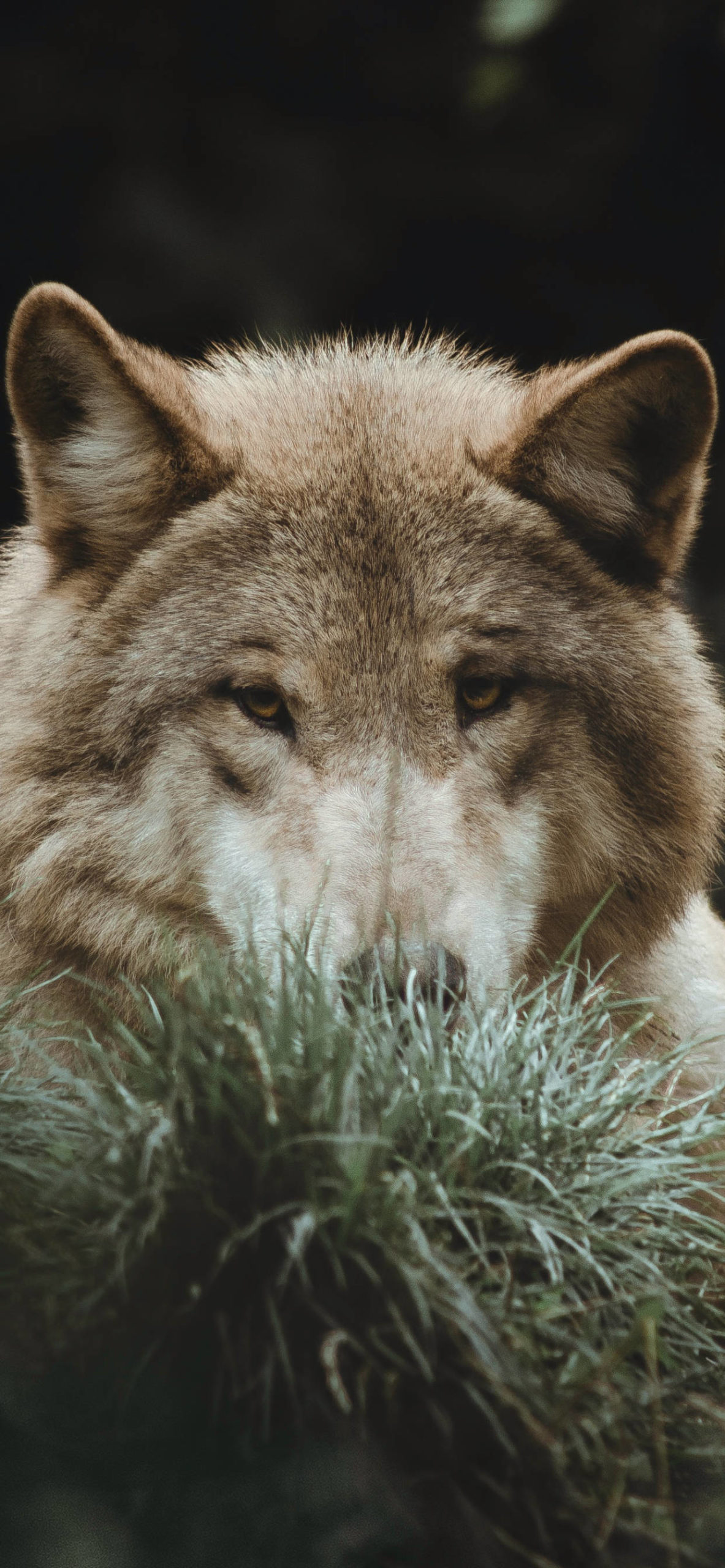 Brown Wolf Wallpapers - Wallpaper Cave