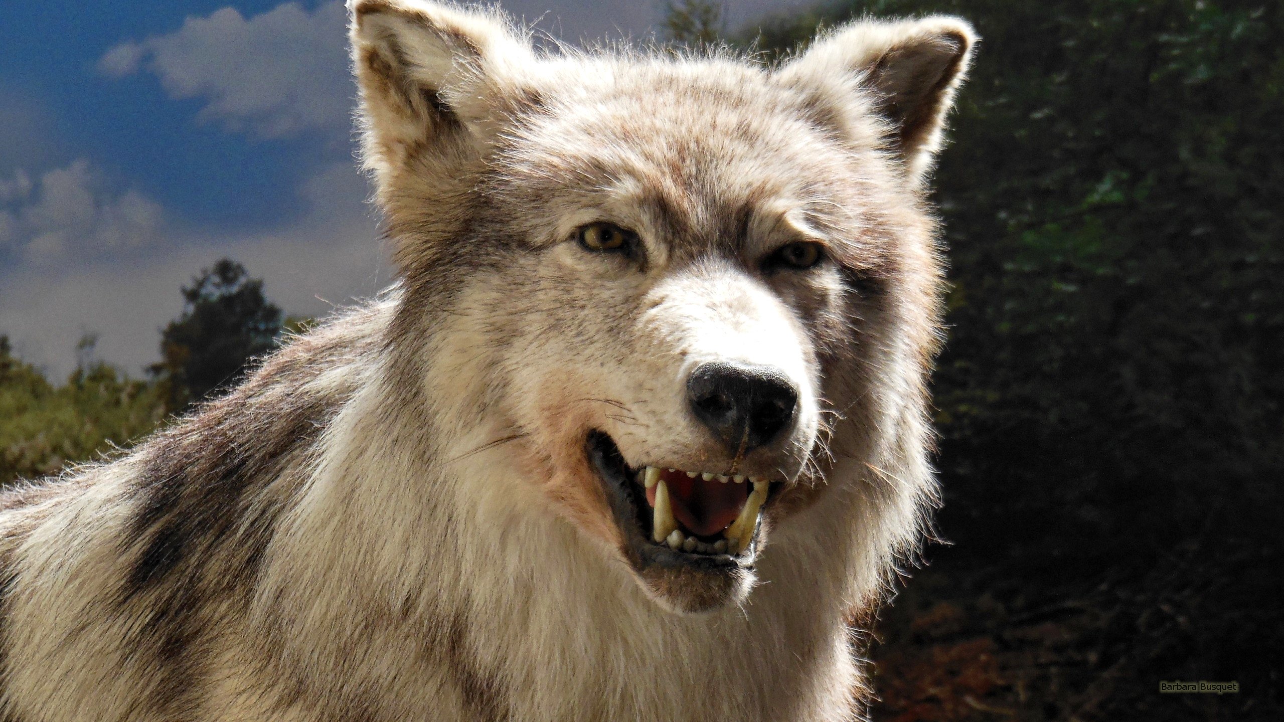 Brown Wolf Wallpapers - Wallpaper Cave