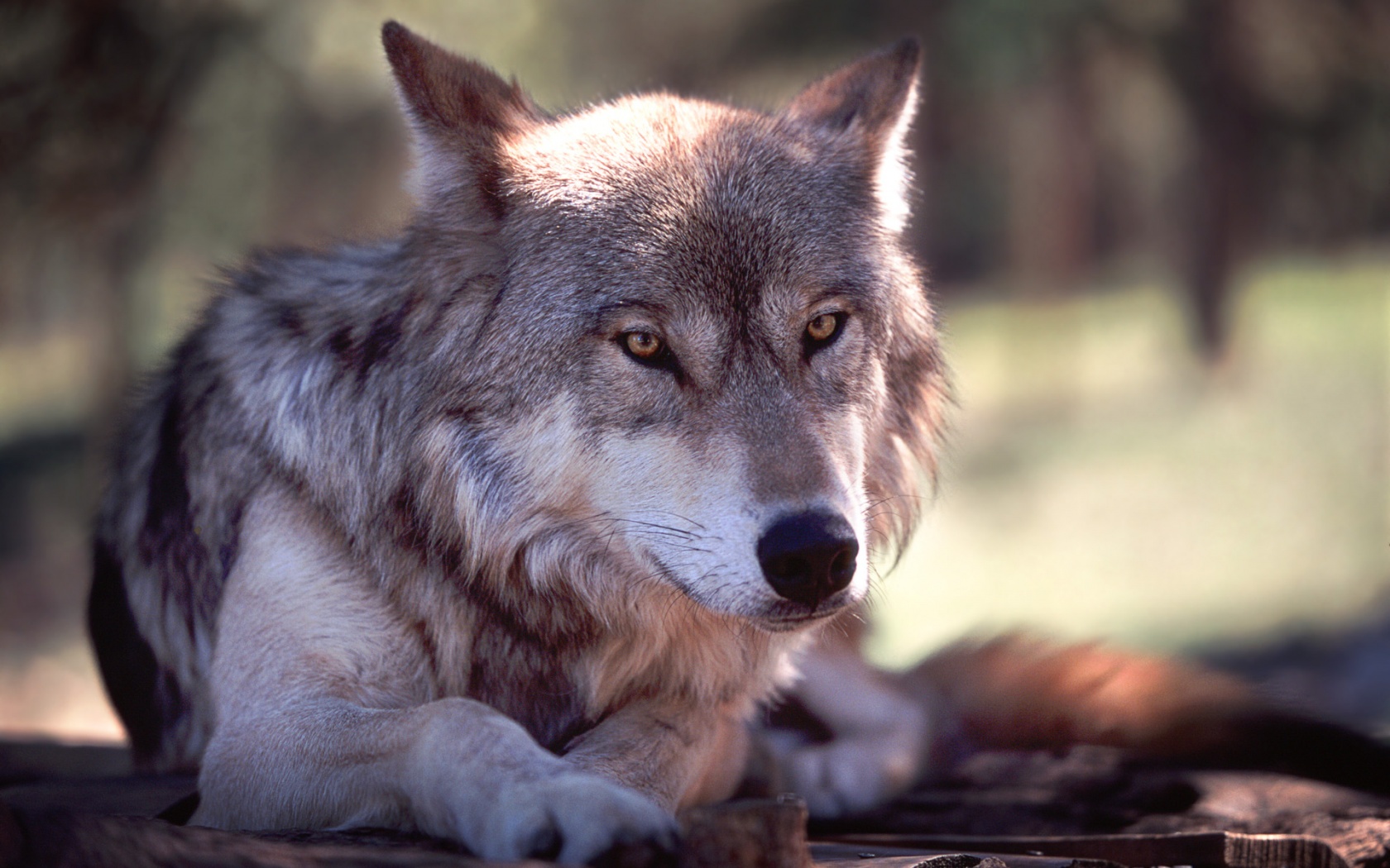 Brown Wolf Wallpapers Wallpaper Cave