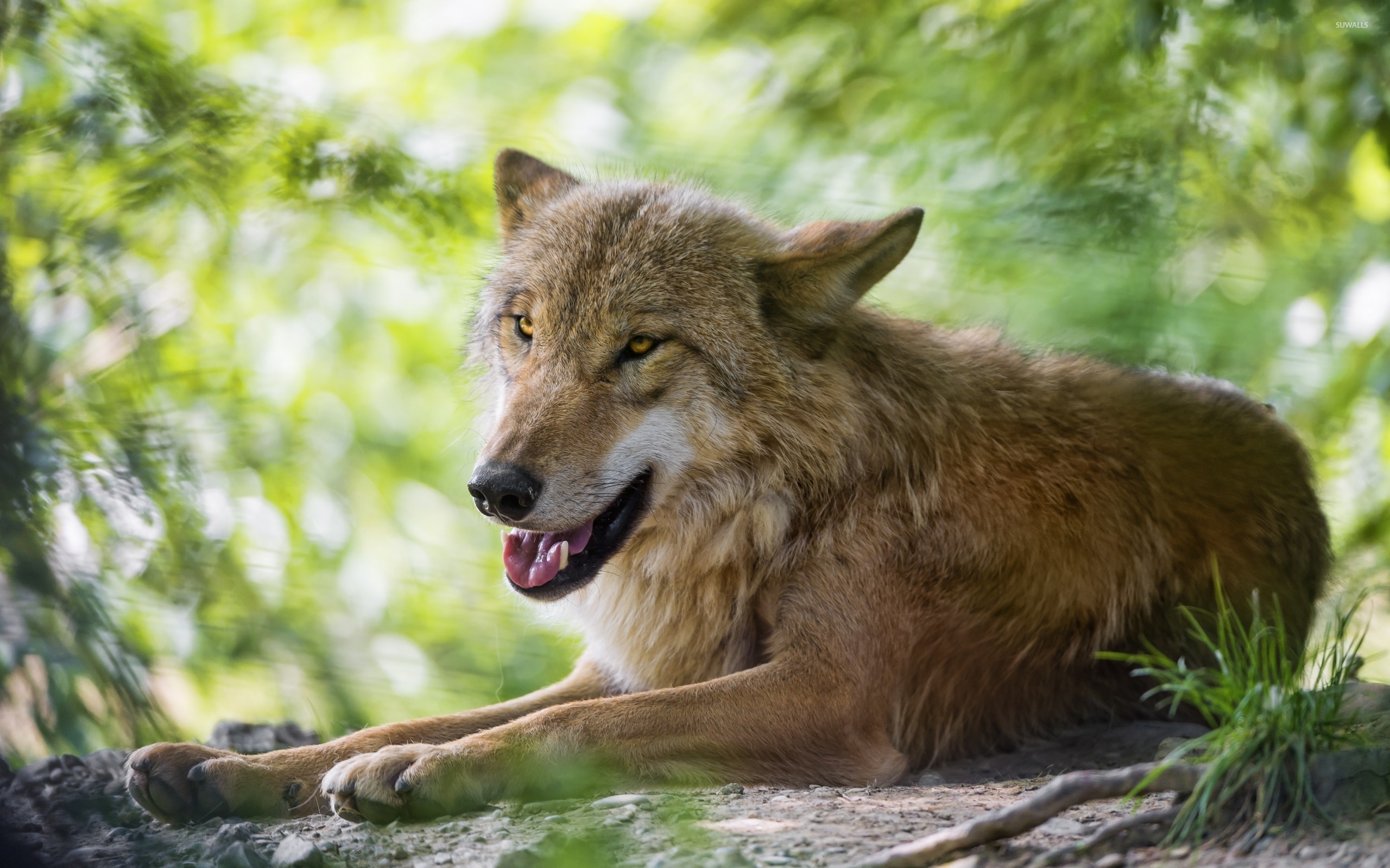 Brown Wolf Wallpapers - Wallpaper Cave