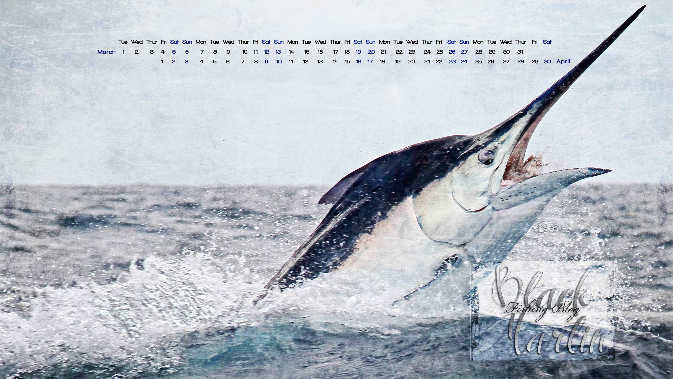 Atlantic Blue Marlin Wallpapers - Wallpaper Cave