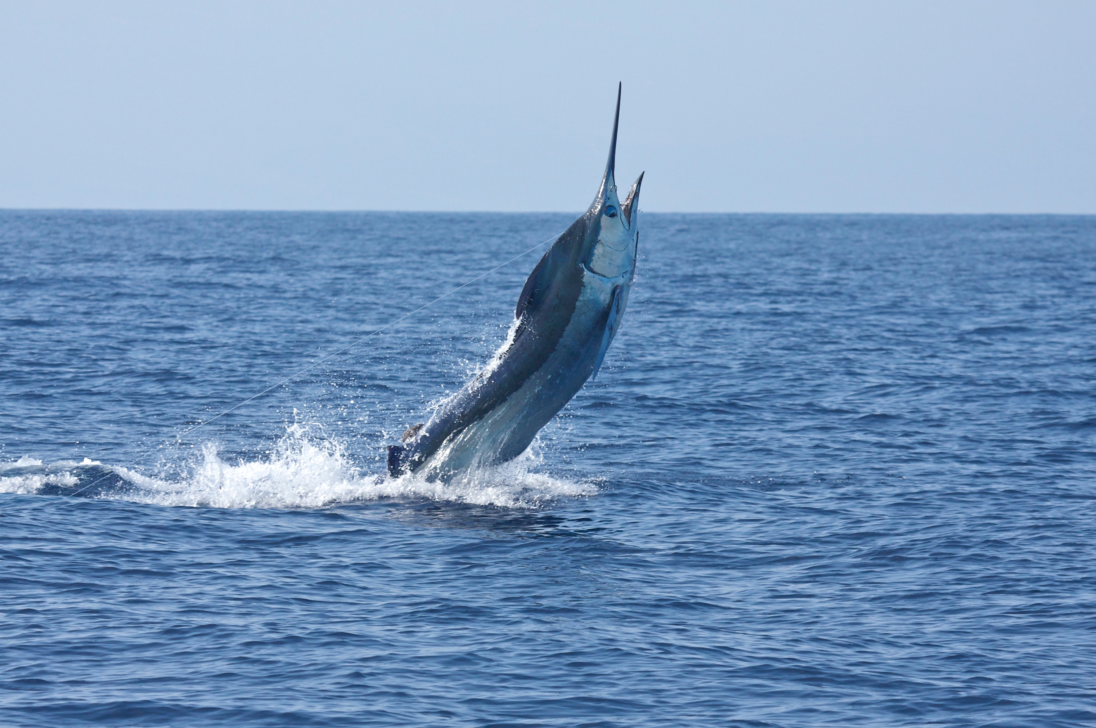 Atlantic Blue Marlin Wallpapers - Wallpaper Cave