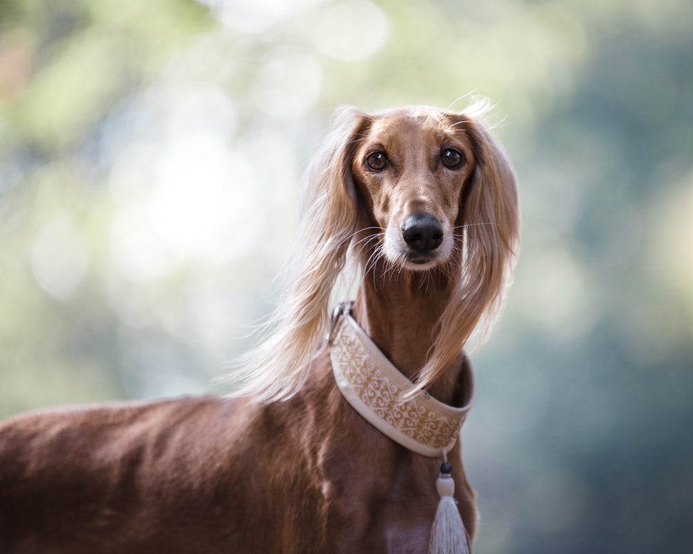 Saluki Wallpapers - Wallpaper Cave