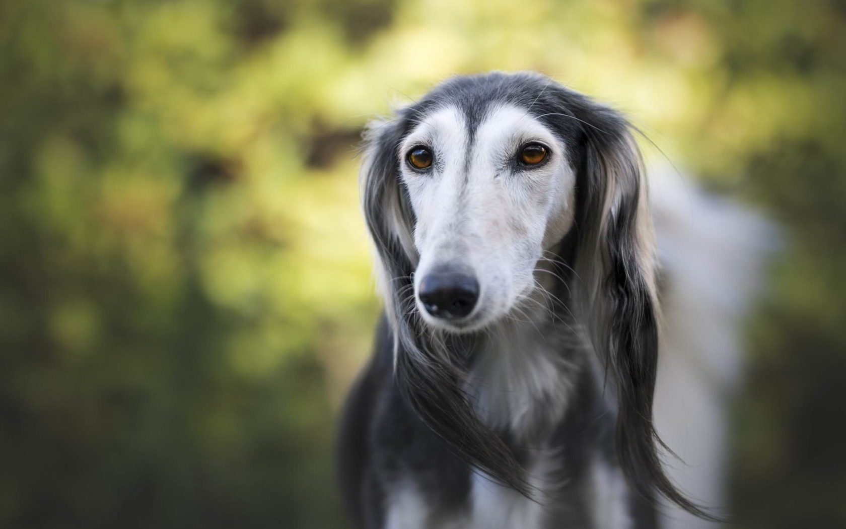Saluki Wallpapers - Wallpaper Cave