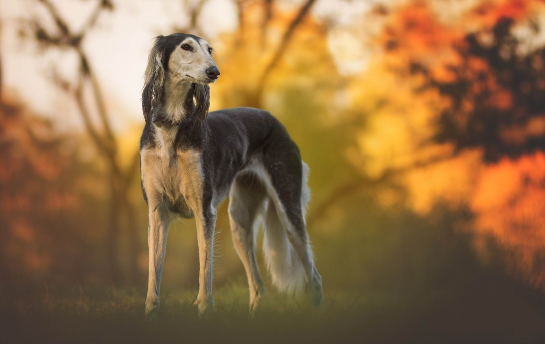 Saluki Wallpapers - Wallpaper Cave