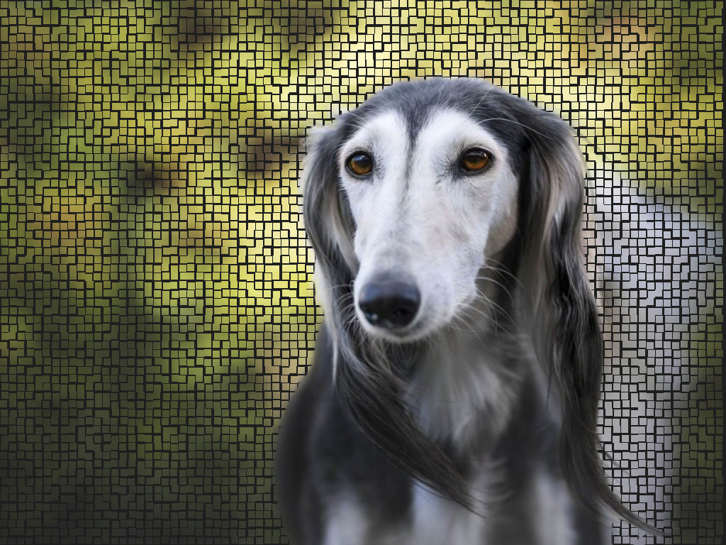 Saluki Wallpapers - Wallpaper Cave