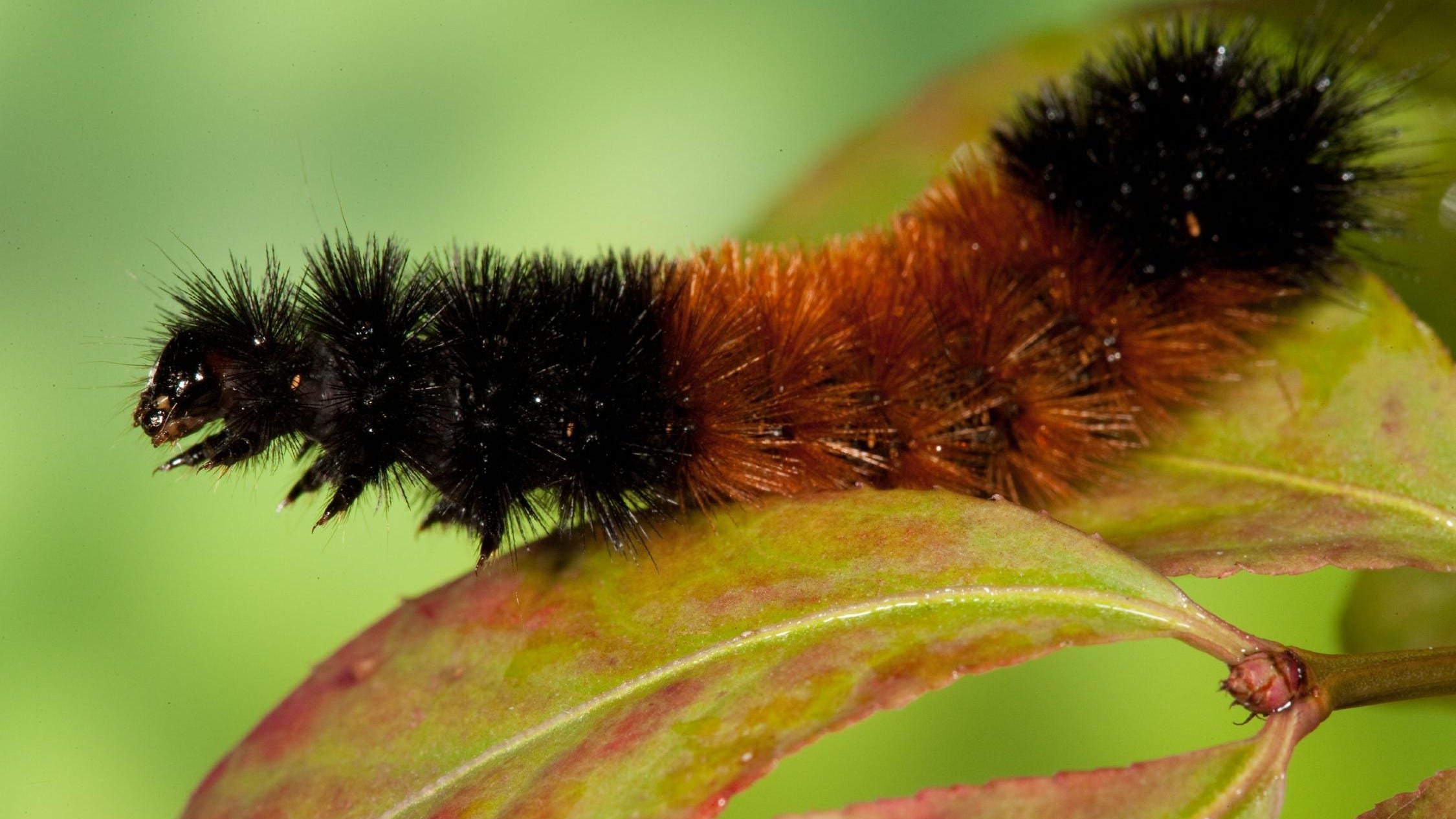 Woolly Bear Caterpillar Wallpapers - Wallpaper Cave