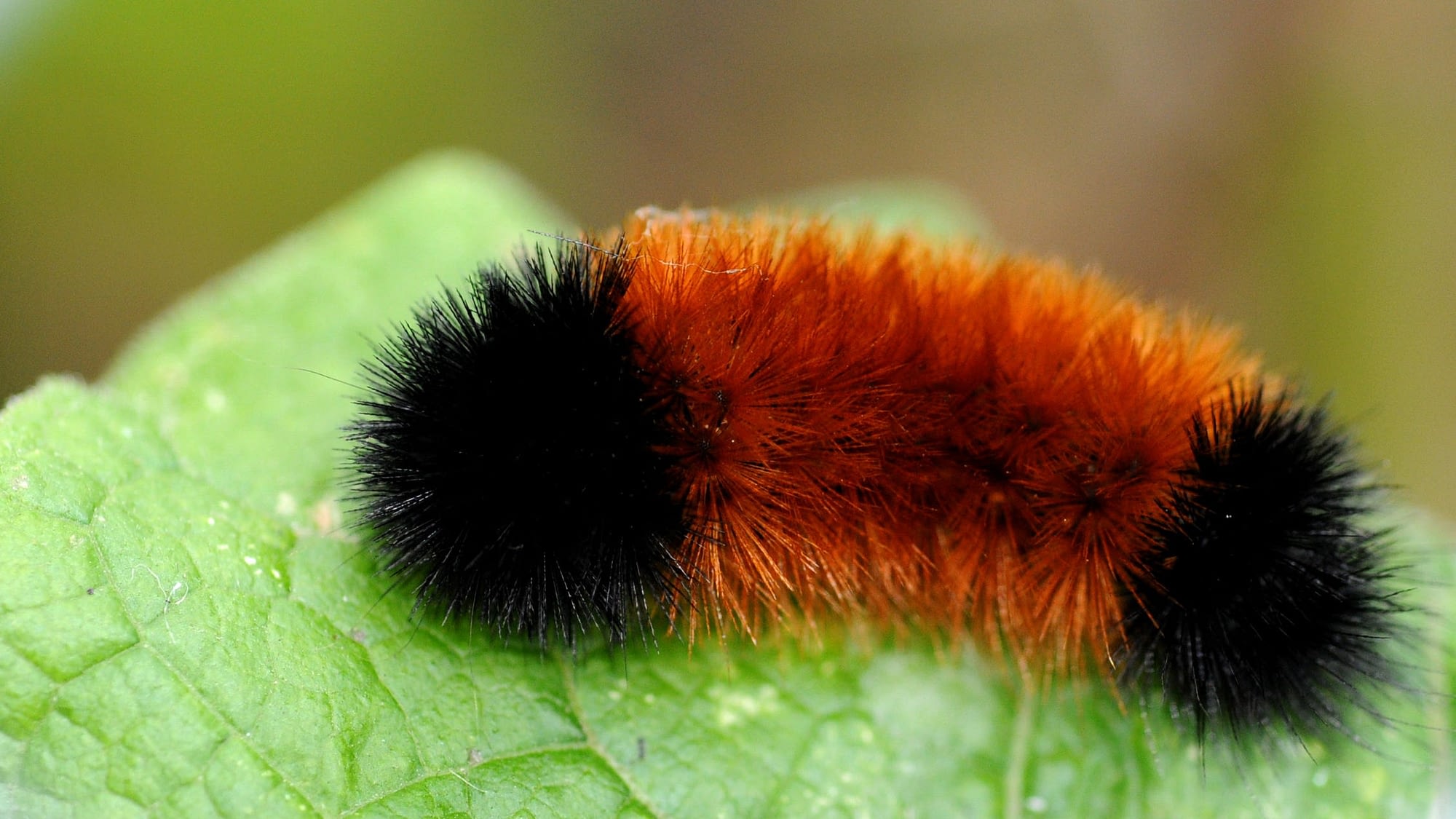 Woolly Bear Caterpillar Wallpapers - Wallpaper Cave