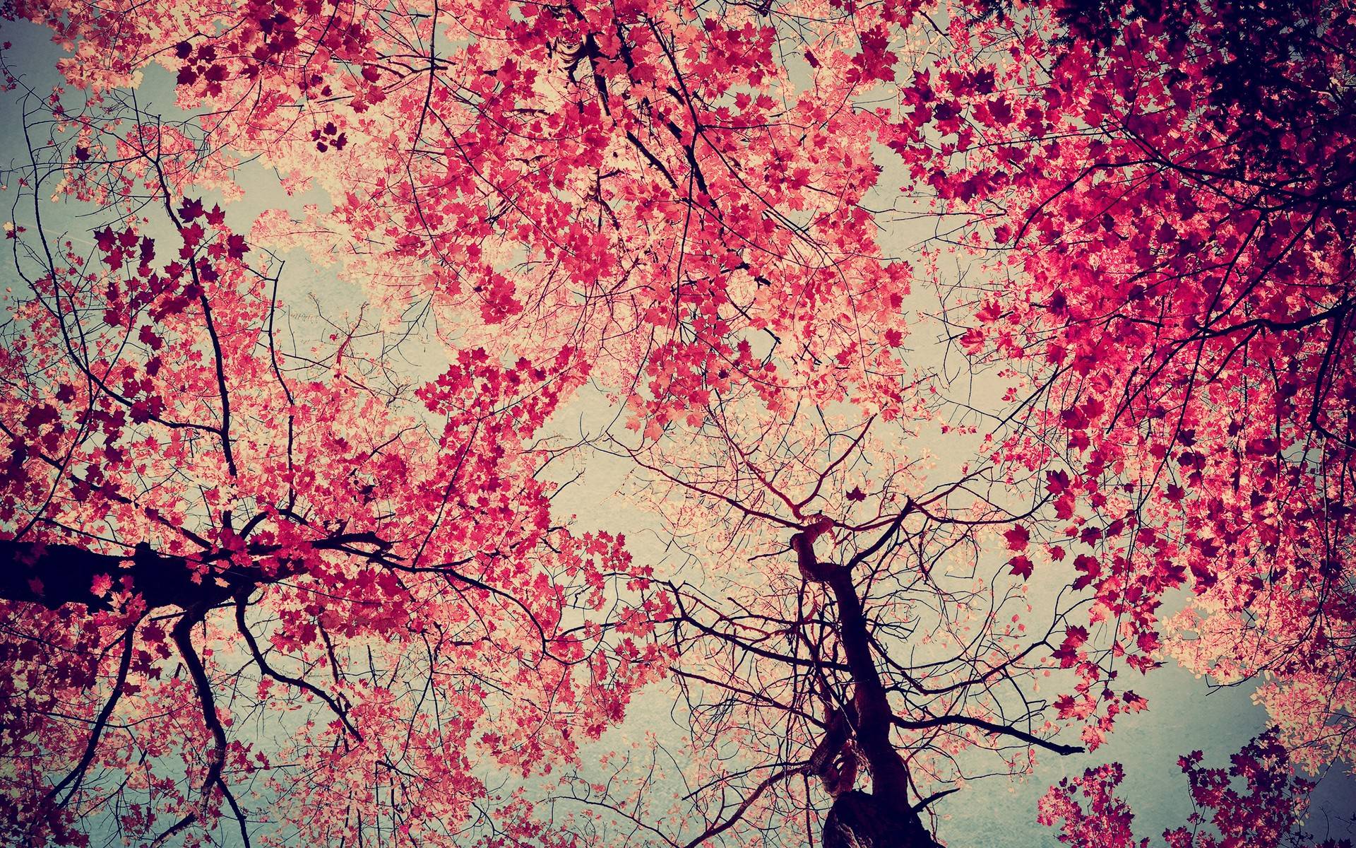 Pink Autumn Trees Wallpapers - Wallpaper Cave