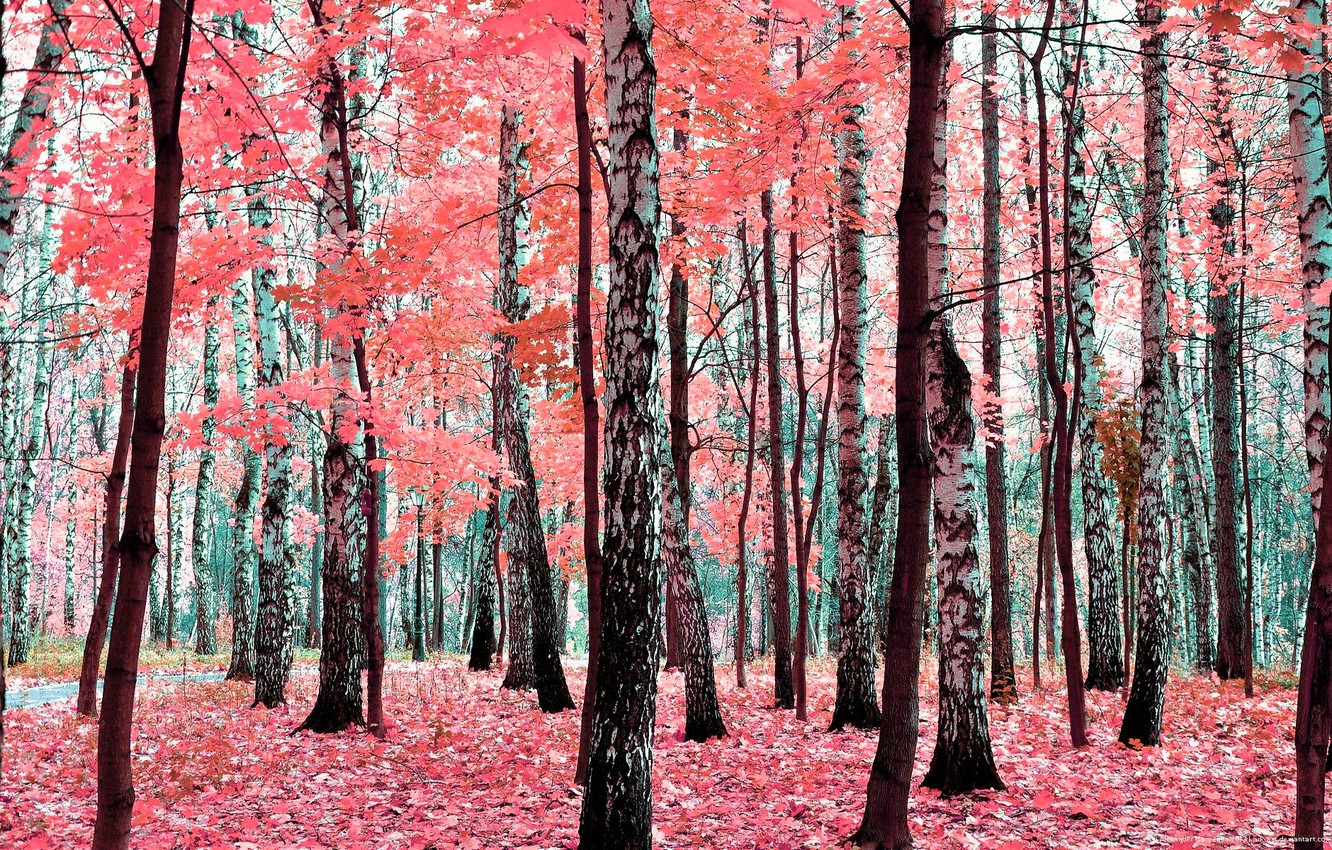 Pink Autumn Trees Wallpapers - Wallpaper Cave
