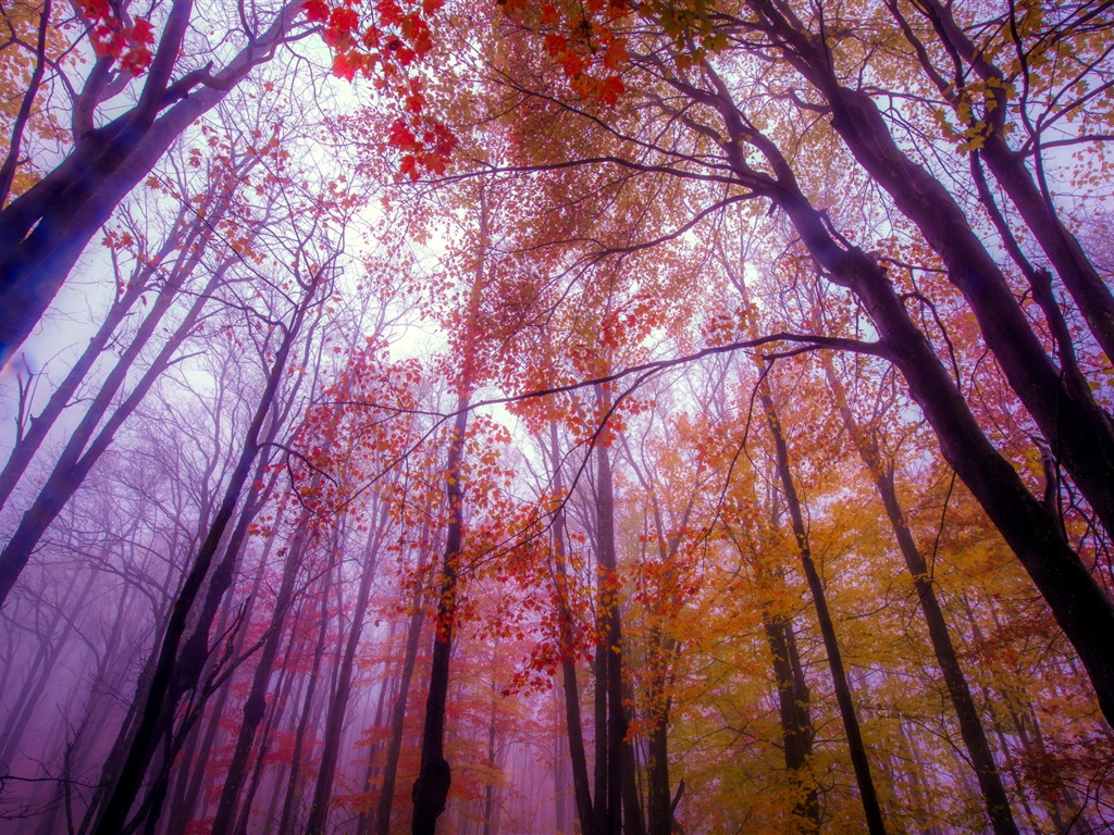 Pink Autumn Trees Wallpapers - Wallpaper Cave