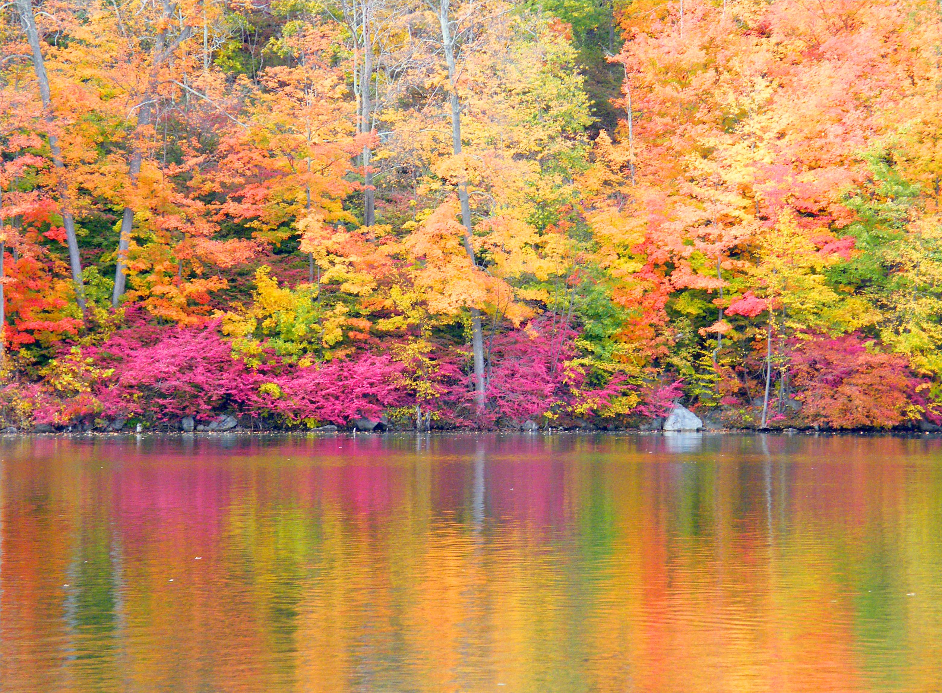 Pink Autumn Trees Wallpapers - Wallpaper Cave