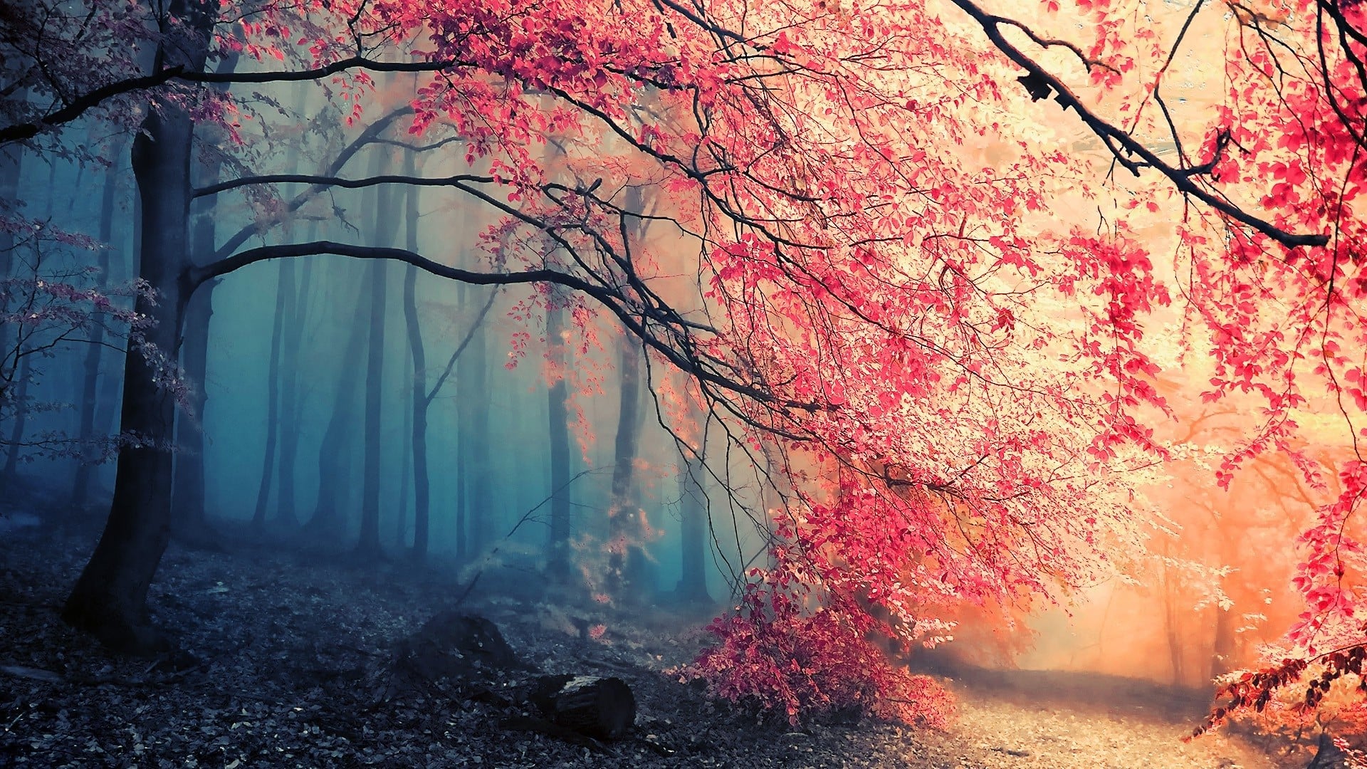 Pink Autumn Trees Wallpapers - Wallpaper Cave