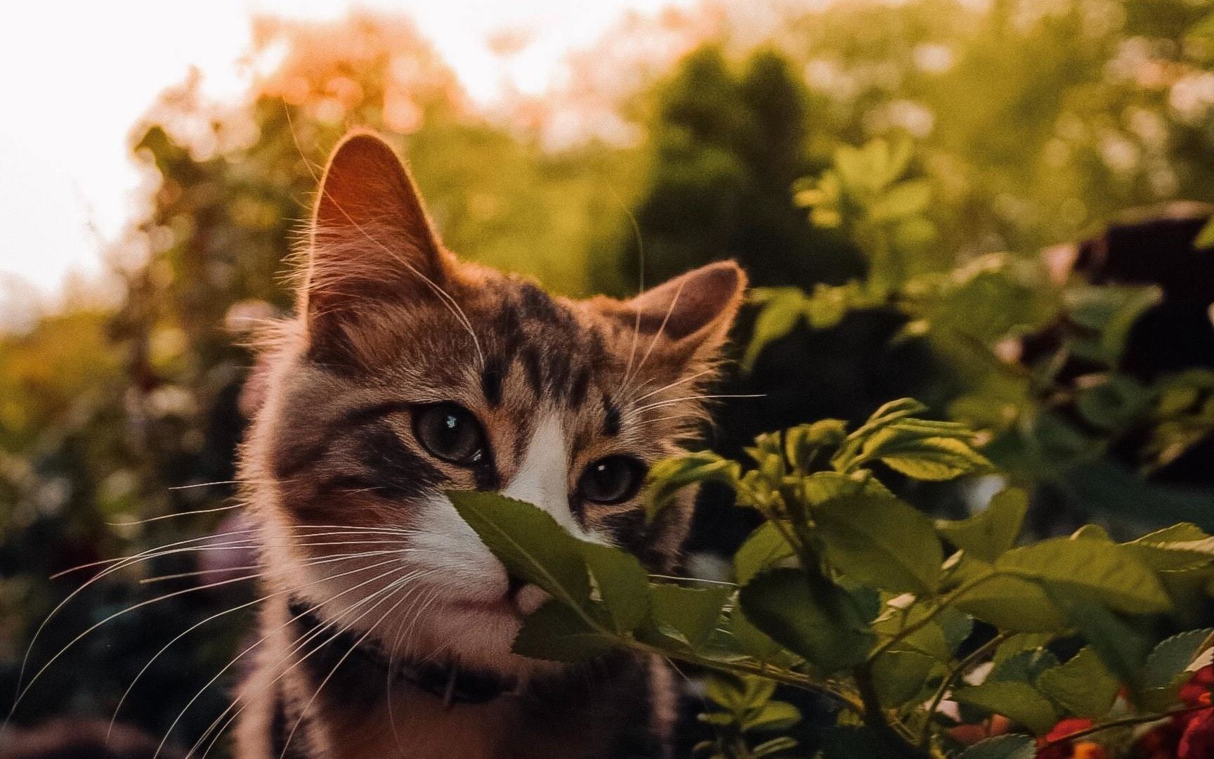 Feline Wallpapers - Wallpaper Cave