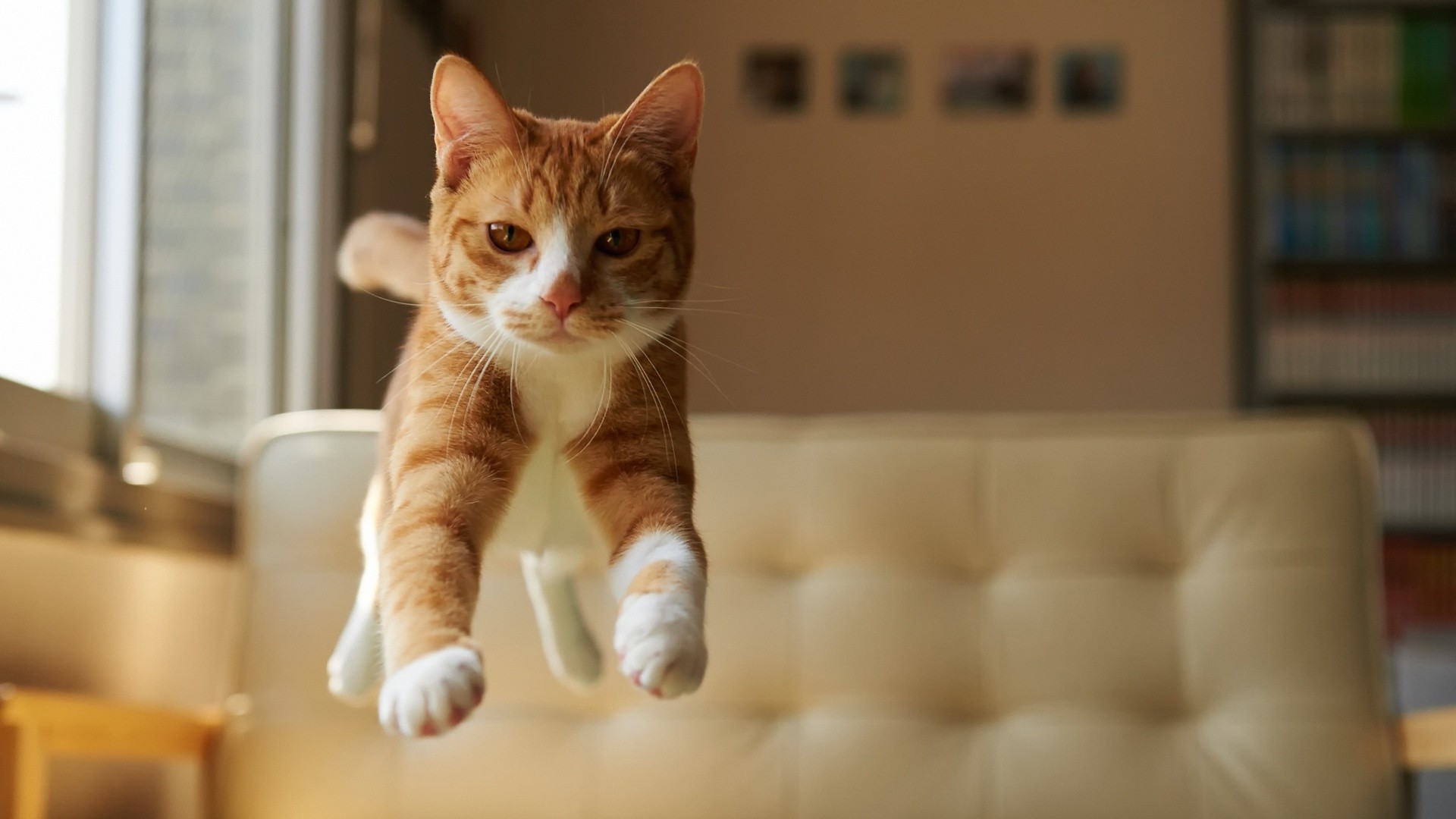 Feline Wallpapers - Wallpaper Cave