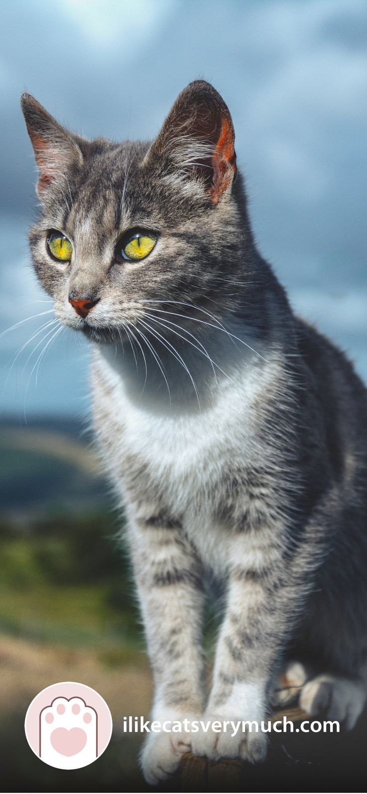 Feline Wallpapers - Wallpaper Cave