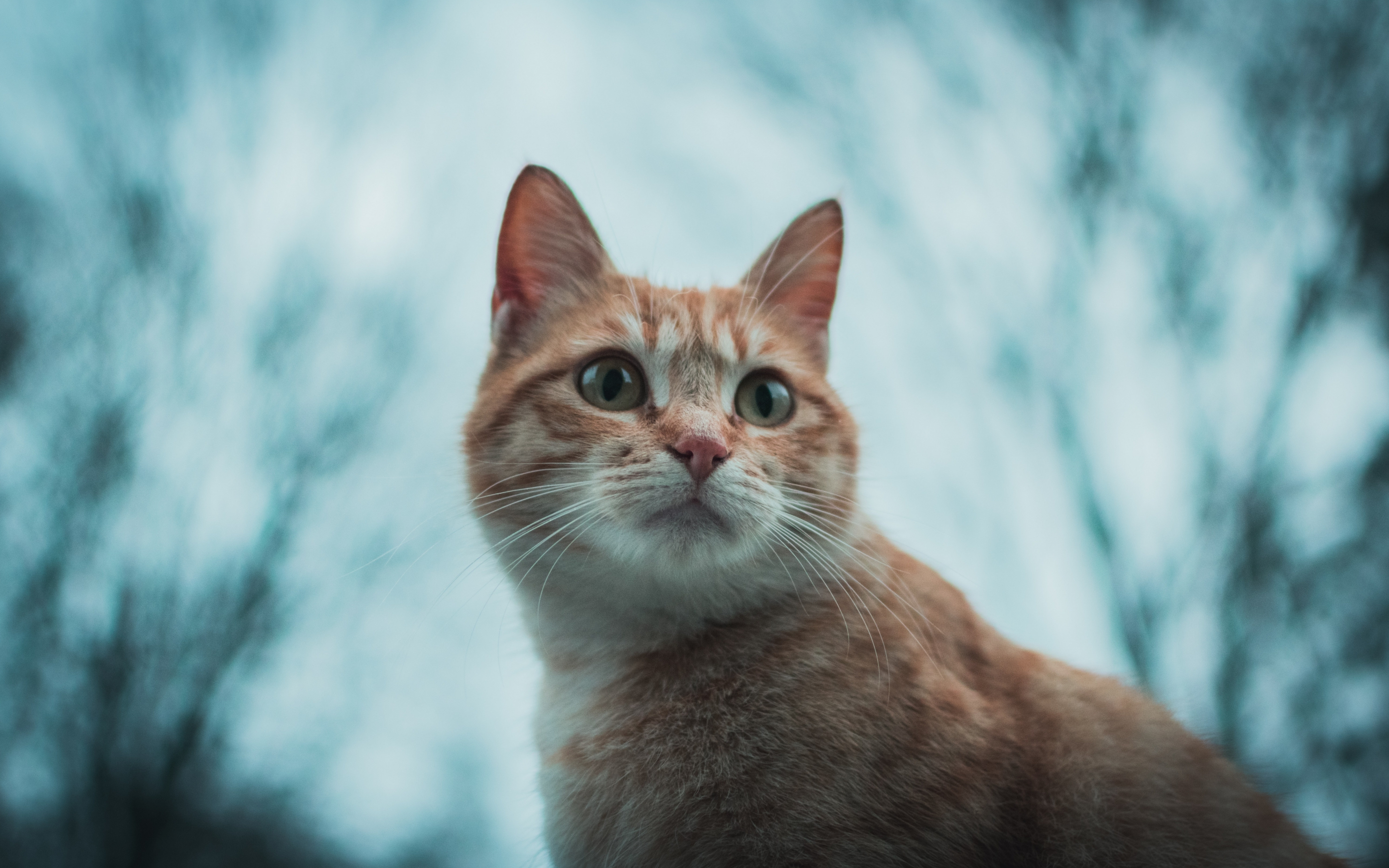 Feline Wallpapers - Wallpaper Cave