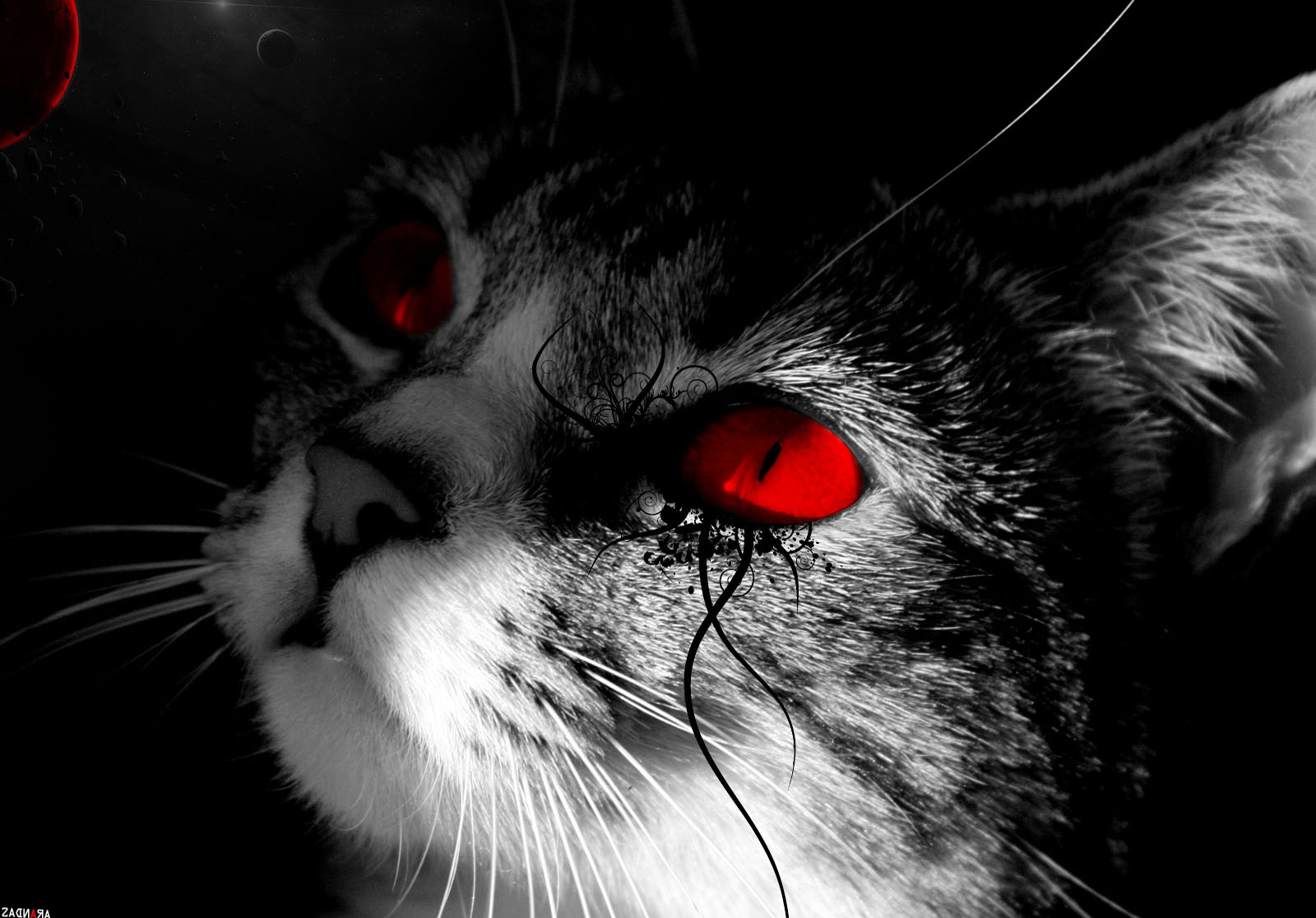 Feline Wallpapers - Wallpaper Cave