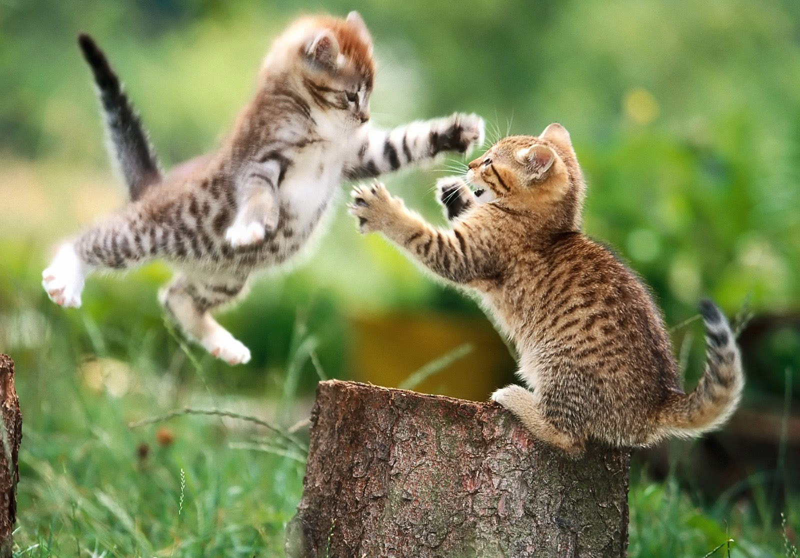 Small Cat Wallpapers - Wallpaper Cave