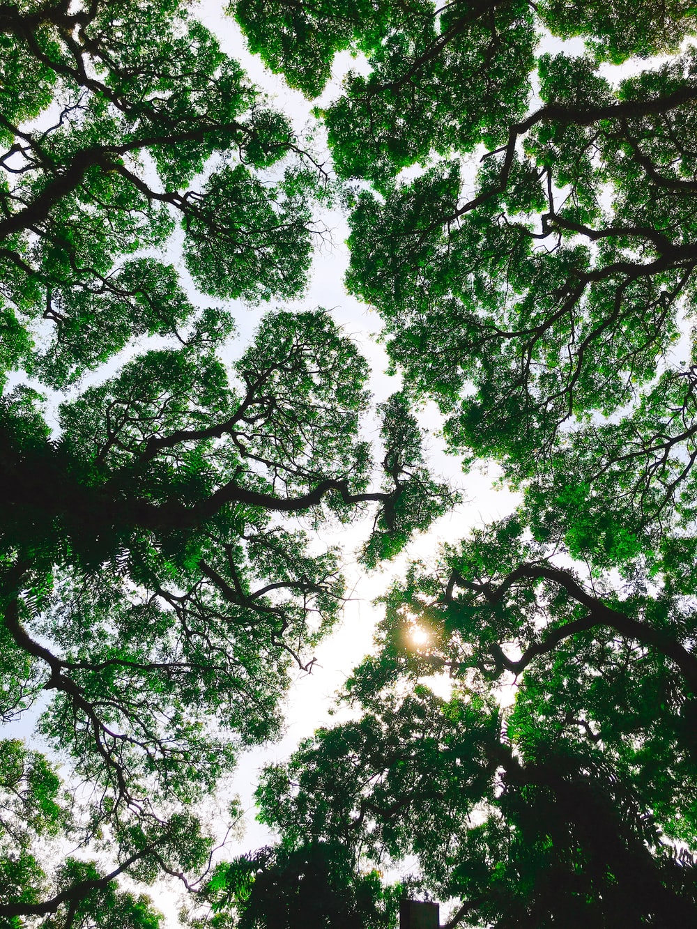 Indian Forest Wallpapers - Wallpaper Cave