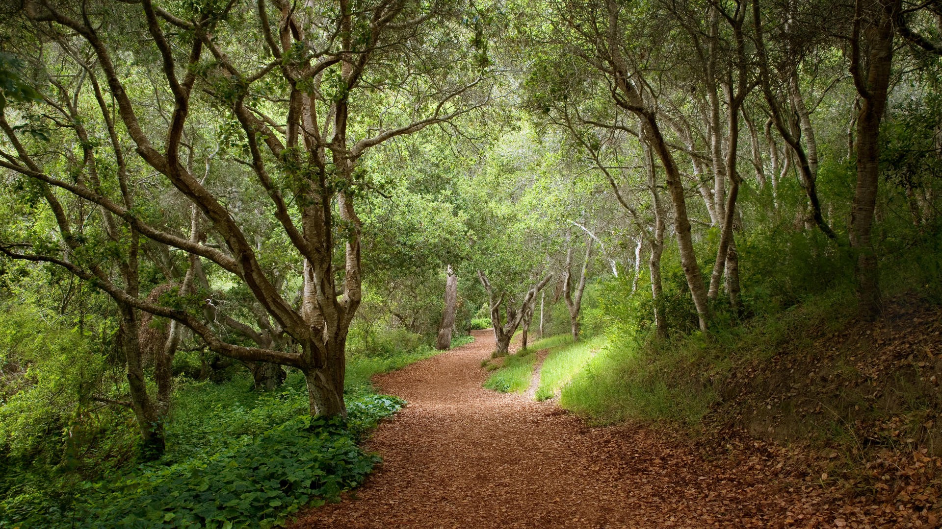 Indian Forest Wallpapers - Wallpaper Cave