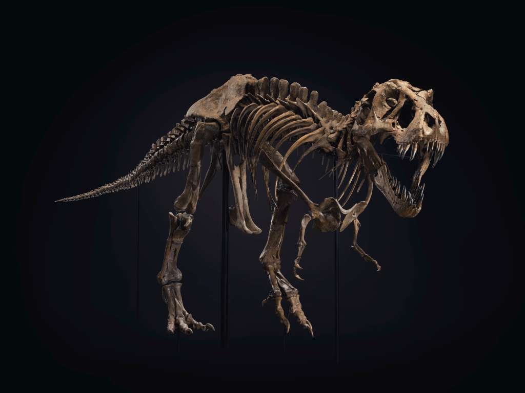 Dinosaur Skeleton Wallpapers - Wallpaper Cave