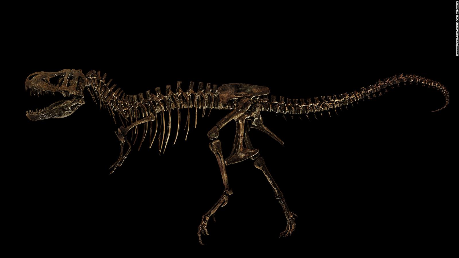 Dinosaur Skeleton Wallpapers - Wallpaper Cave