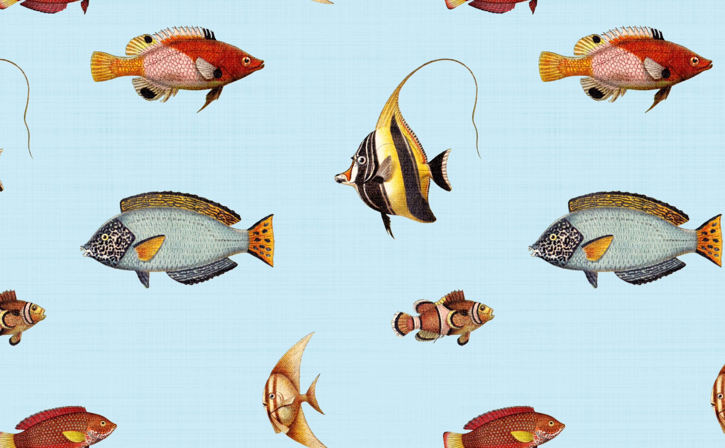 Marine Fish Wallpapers - Wallpaper Cave