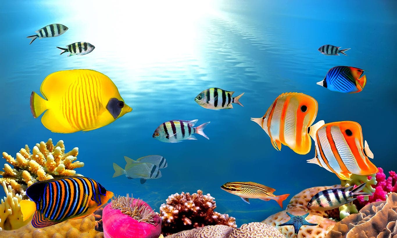 Marine Fish Wallpapers - Wallpaper Cave