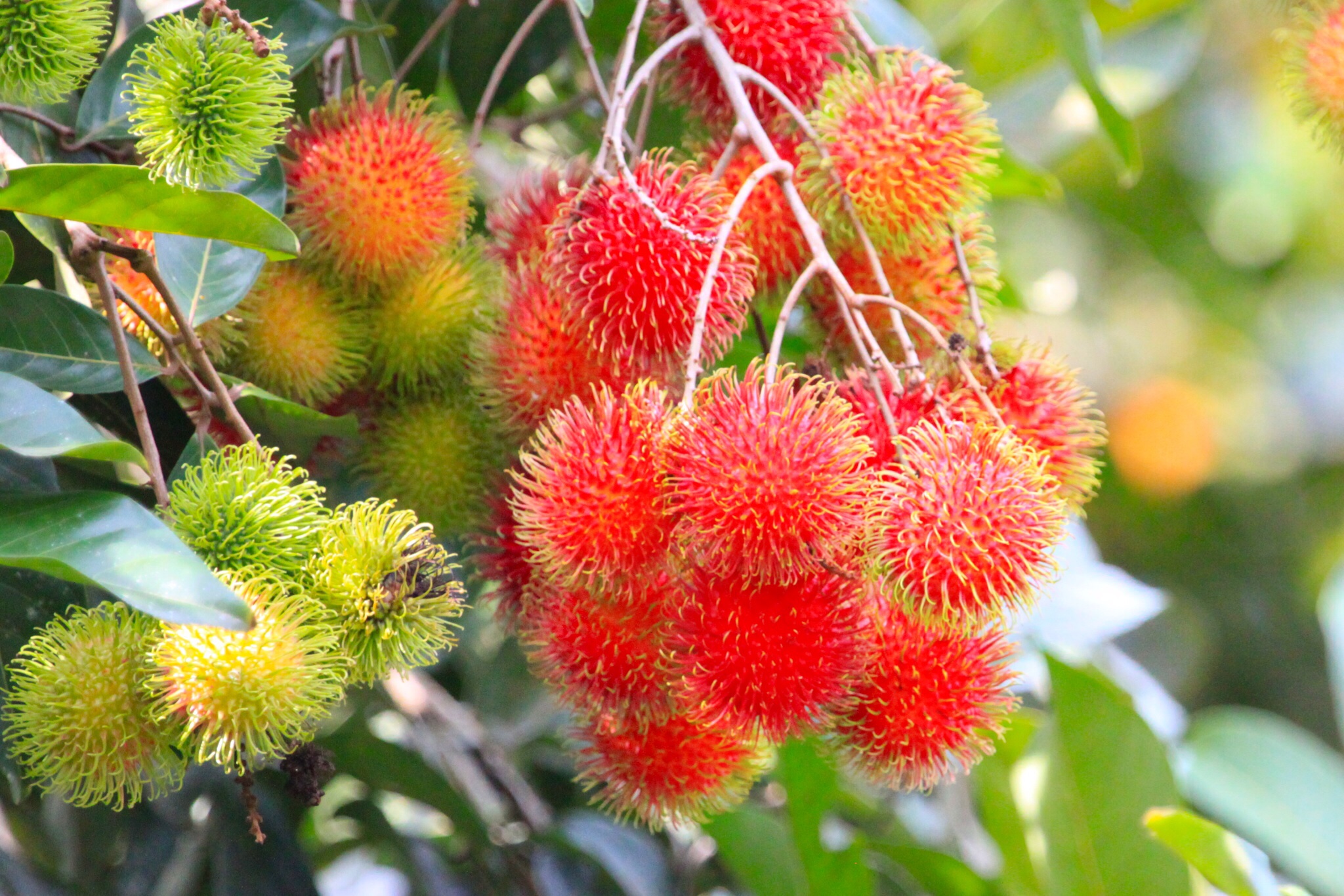Rambutan Wallpapers - Wallpaper Cave